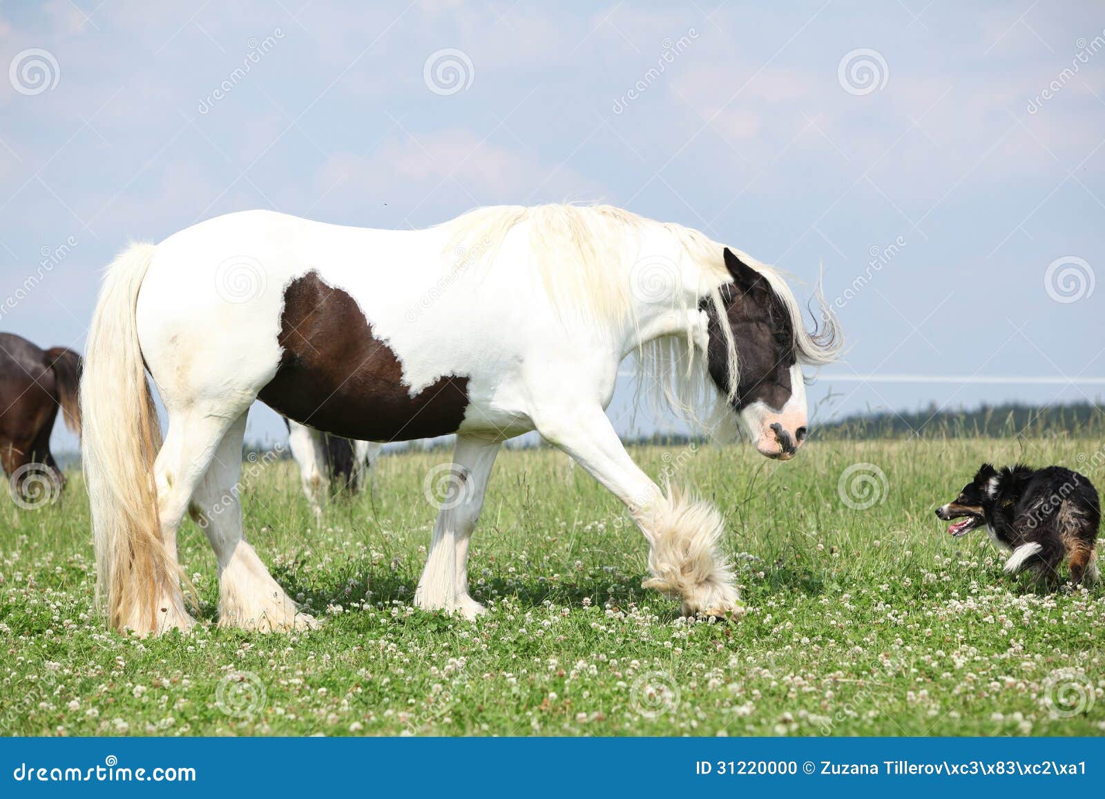 Irish Cob Playing with Border Collie Stock Photo - Image of equestrian ...