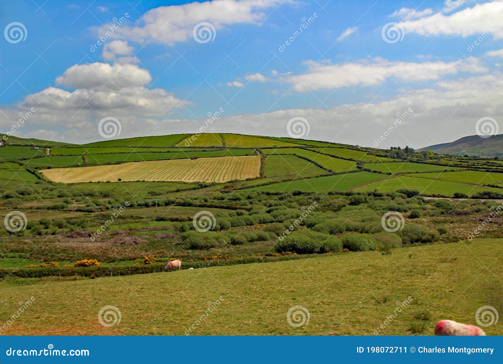 Irish Countryside stock image. Image of spring, grazing - 198072711