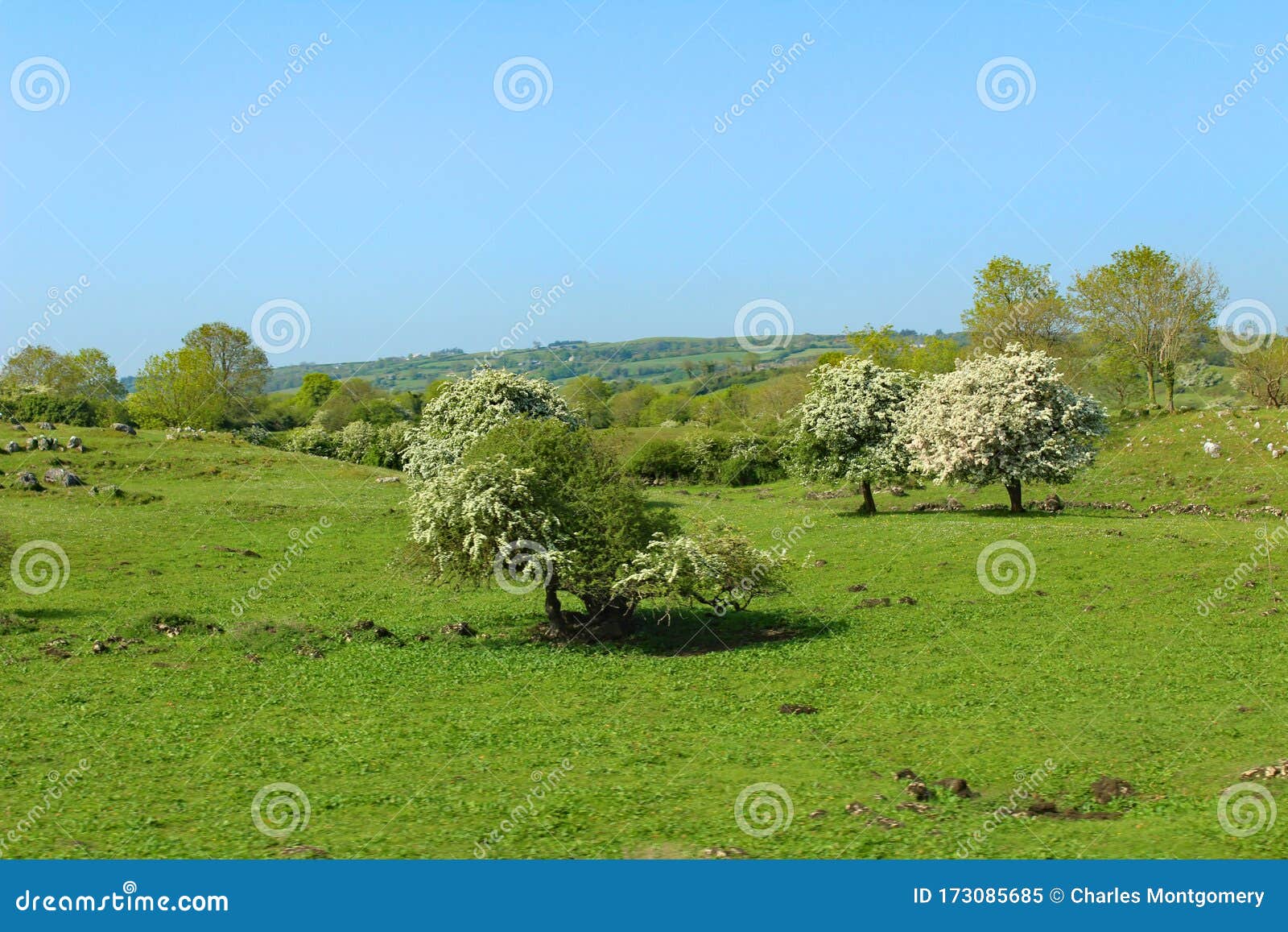 Irish Countryside in the Spring IRE 0124 Stock Image - Image of plant ...