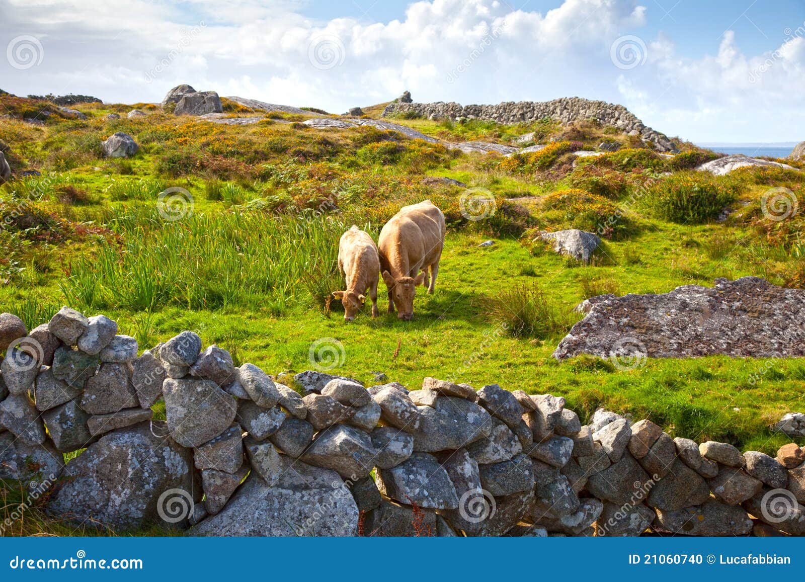 Irish Cows on Pasture stock photo. Image of cattle, mammal - 21060740