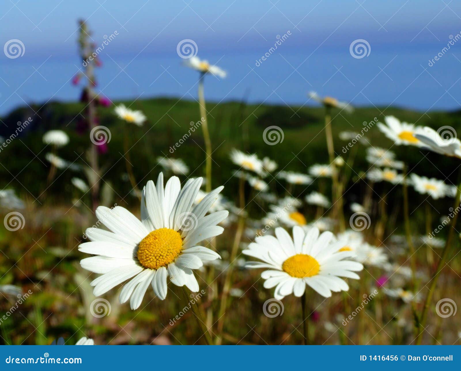 Irish daisy stock photo. Image of green, bright, ocean - 1416456