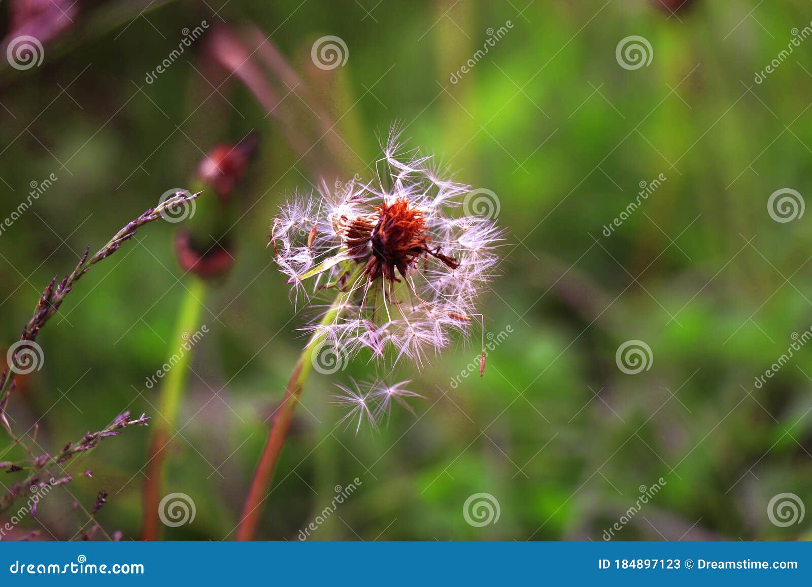 Irish daisy stock image. Image of flowers, irish, blown - 184897123
