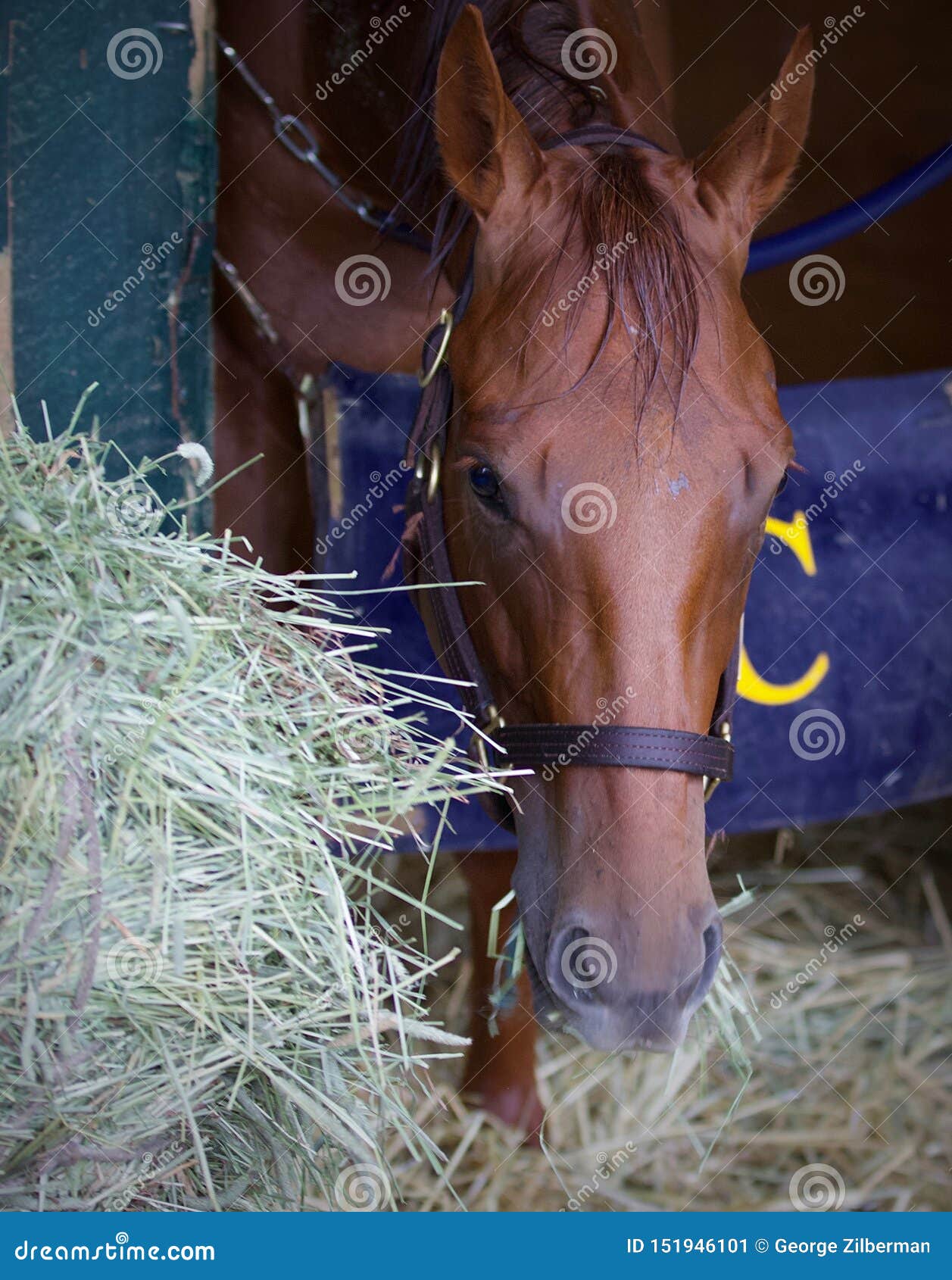 Irish Danzing by Danza in Her Stall Editorial Photo - Image of dressage ...