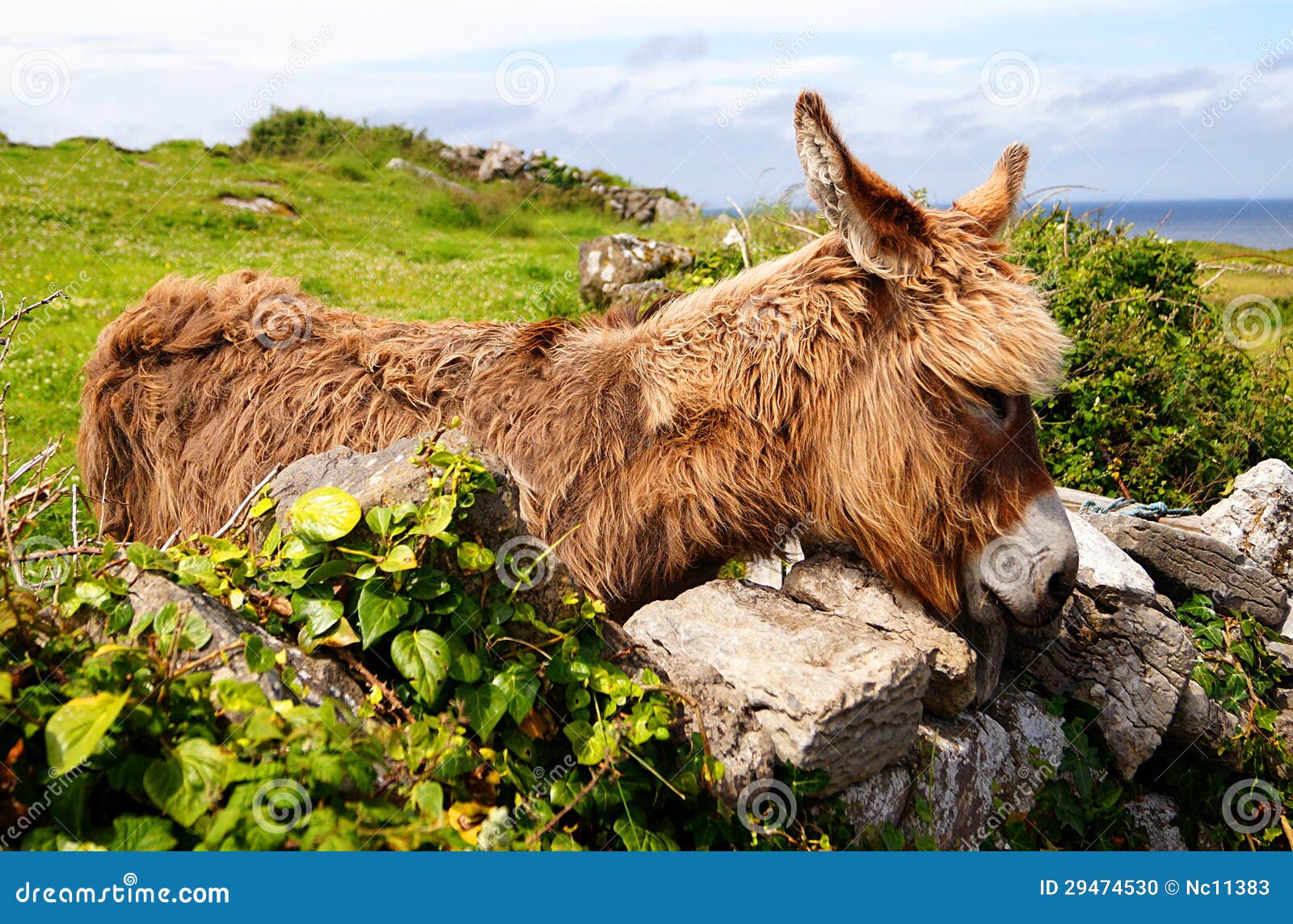 Irish Donkey stock photo. Image of irish, meadow, donkey - 29474530