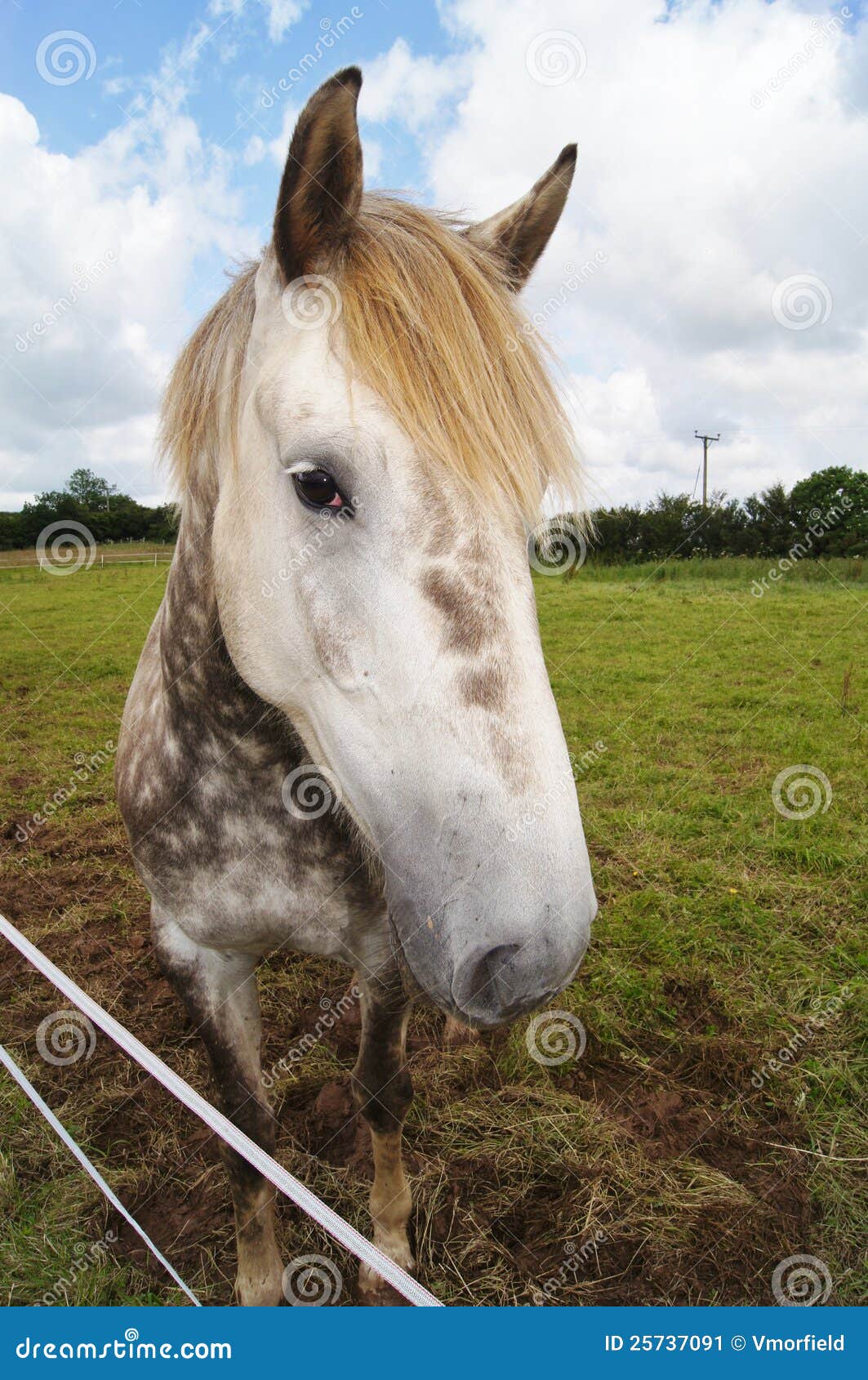 Irish Draught Horse Stock Image | CartoonDealer.com #25737091