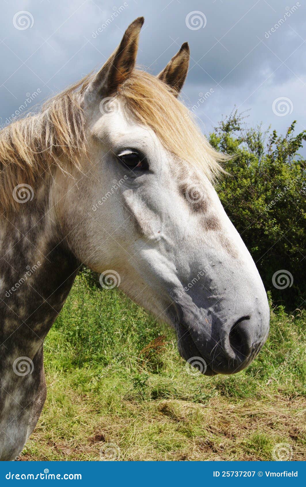 Irish Draught Horse stock image. Image of head, pony - 25737207