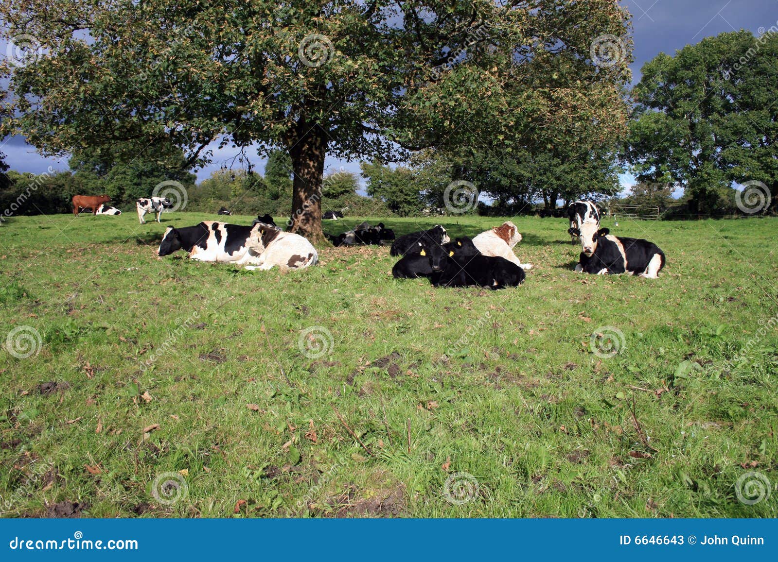 Irish farm stock image. Image of summer, cattle, field - 6646643