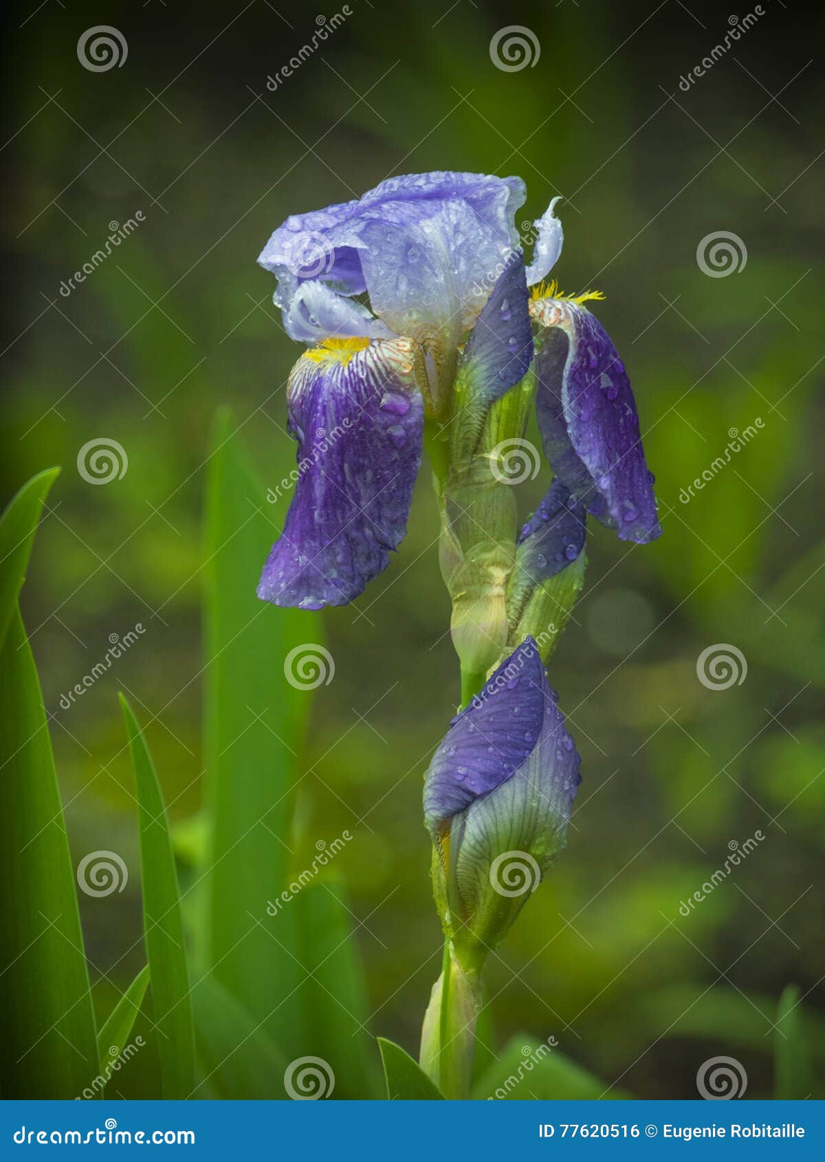 Irish flower stock photo. Image of nature, irish, botany - 77620516