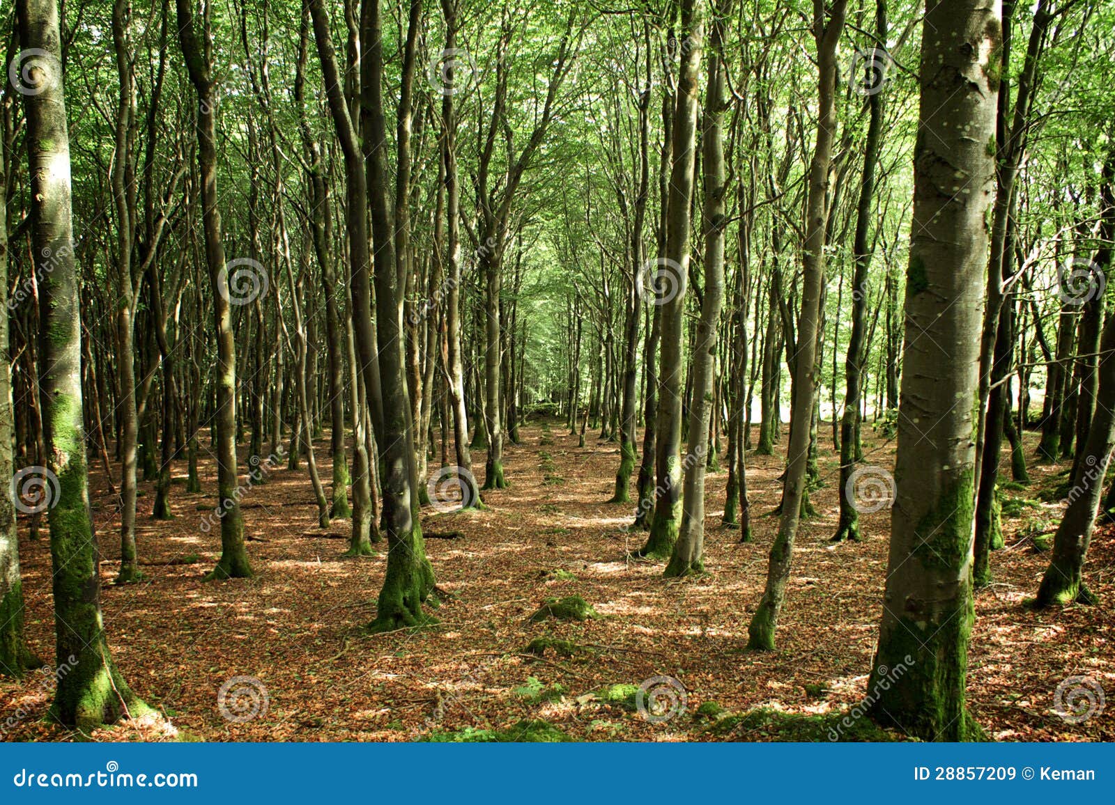 Irish Forest stock image. Image of forest, dark, moss - 28857209