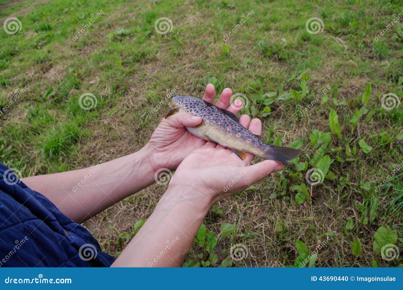 Ireland. Natural Environments. Rivers. Irish Fresh Fish Stock Photo ...