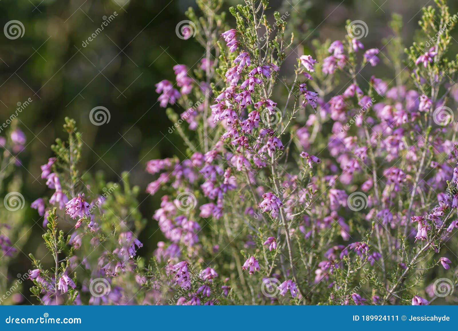 Irish heath blossom stock image. Image of flora, heath - 189924111