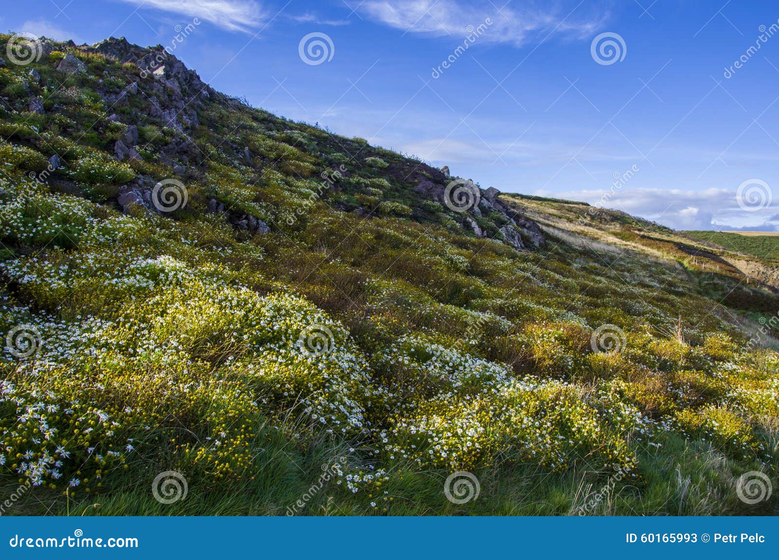 Irish hill with flowers stock image. Image of blue, irish - 60165993