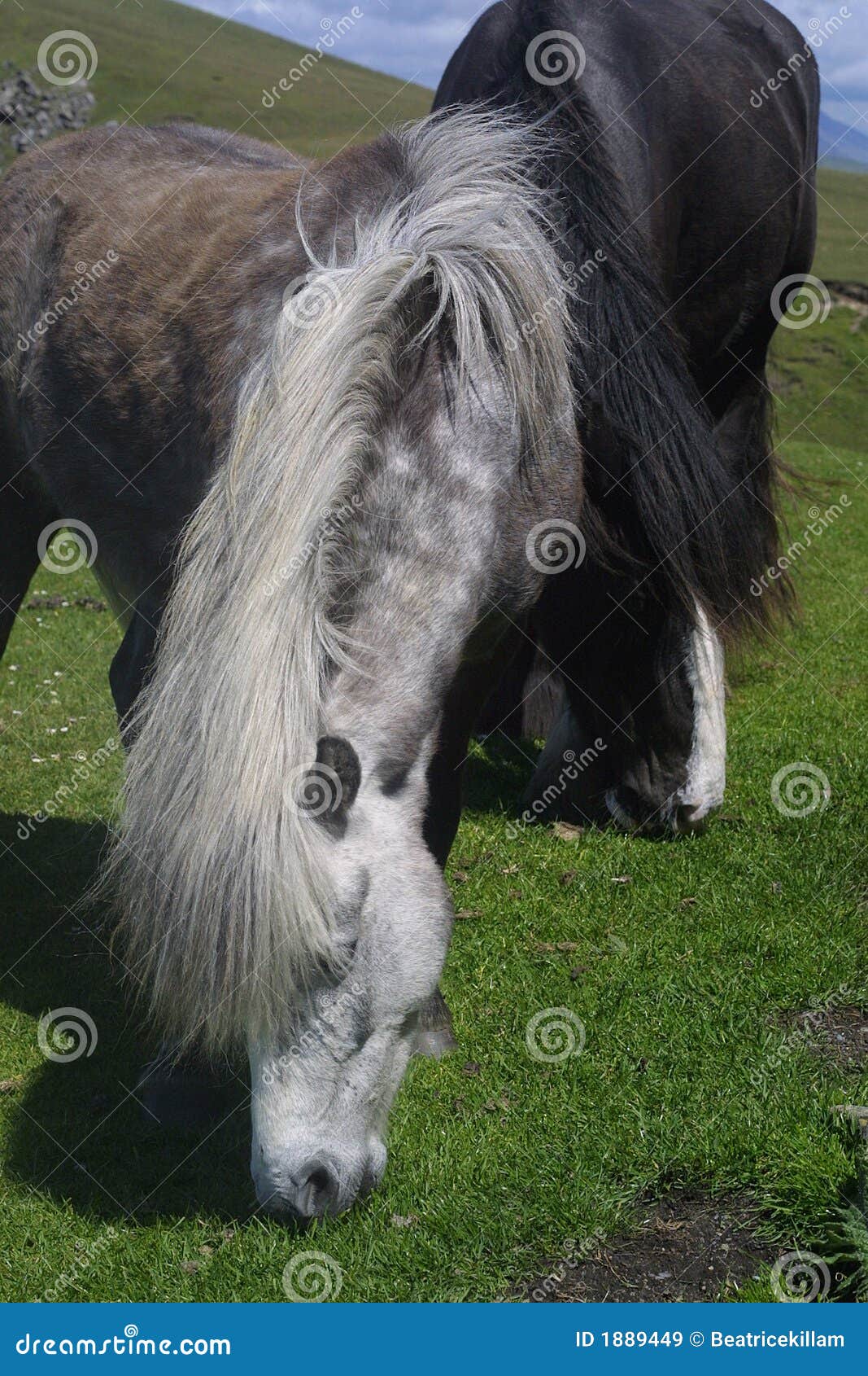 Irish Horses stock image. Image of eating, outdoors, lush - 1889449