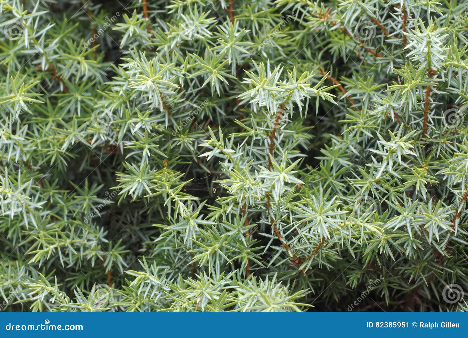 Irish Juniper Tree Leaves in Close-up Stock Image - Image of plant ...