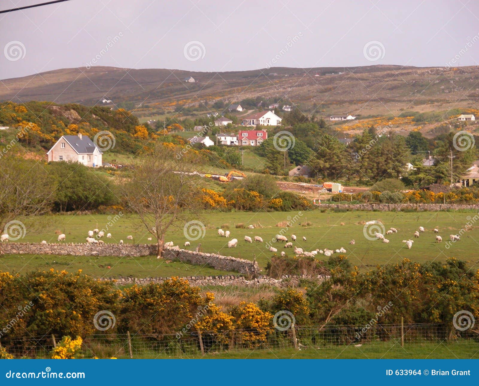 Irish landscape stock photo. Image of sheep, grazing, irish - 633964