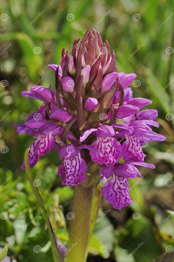 Irish Marsh Orchid stock image. Image of summer, nature - 26149421