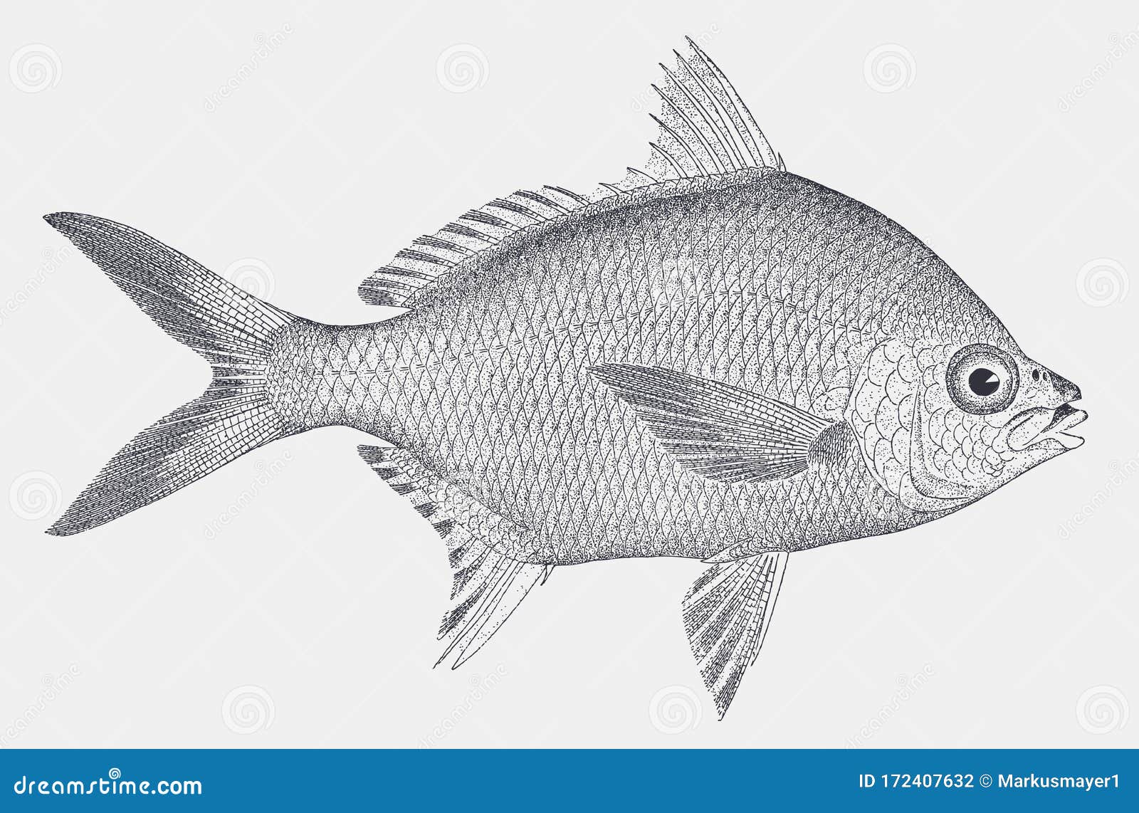 Irish Mojarra Diapterus Auratus, Marine Fish from the Atlantic Stock ...