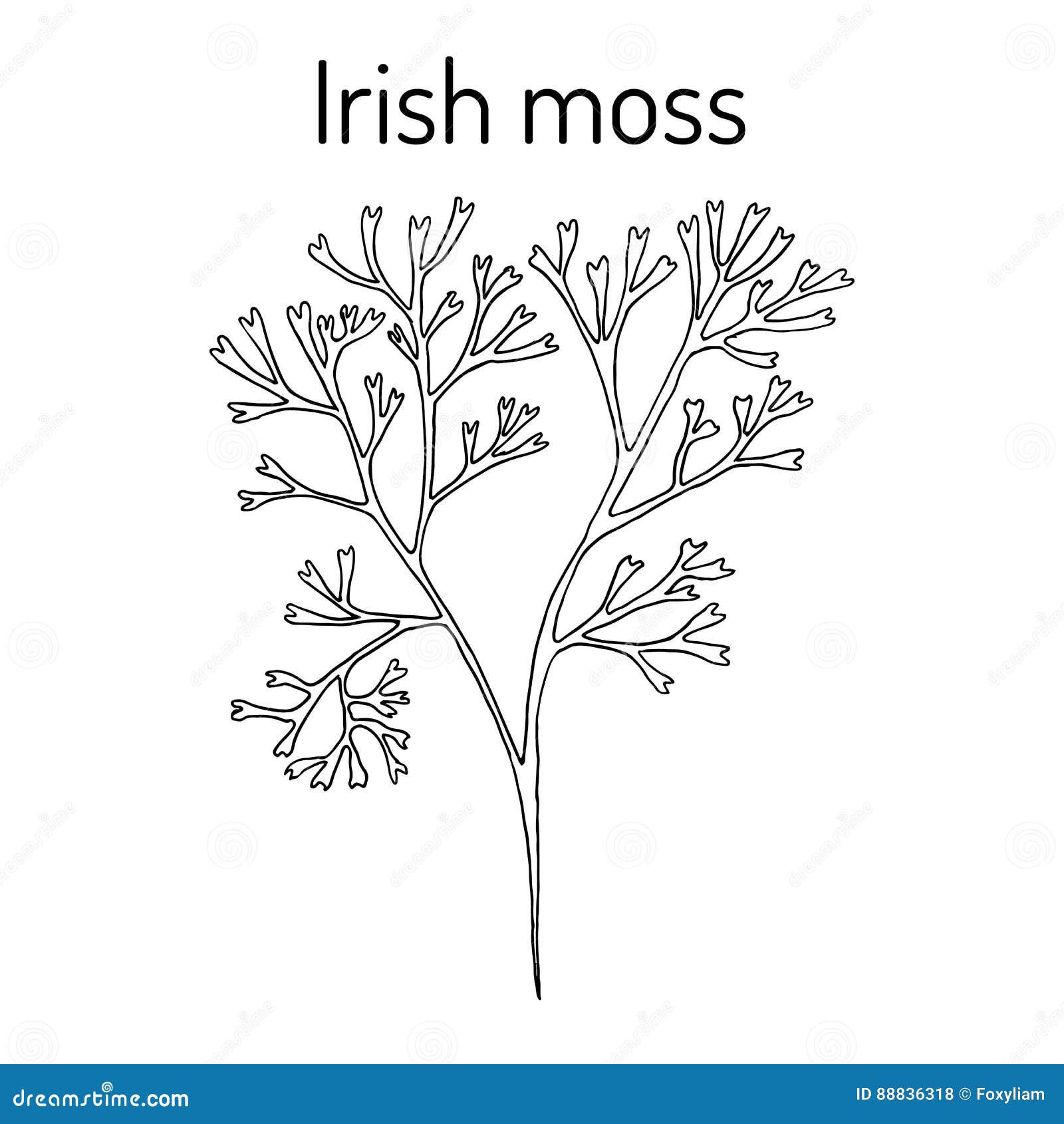 Irish Sea Moss Or Carrageen. Underwater Edible Seaweed. Natural ...