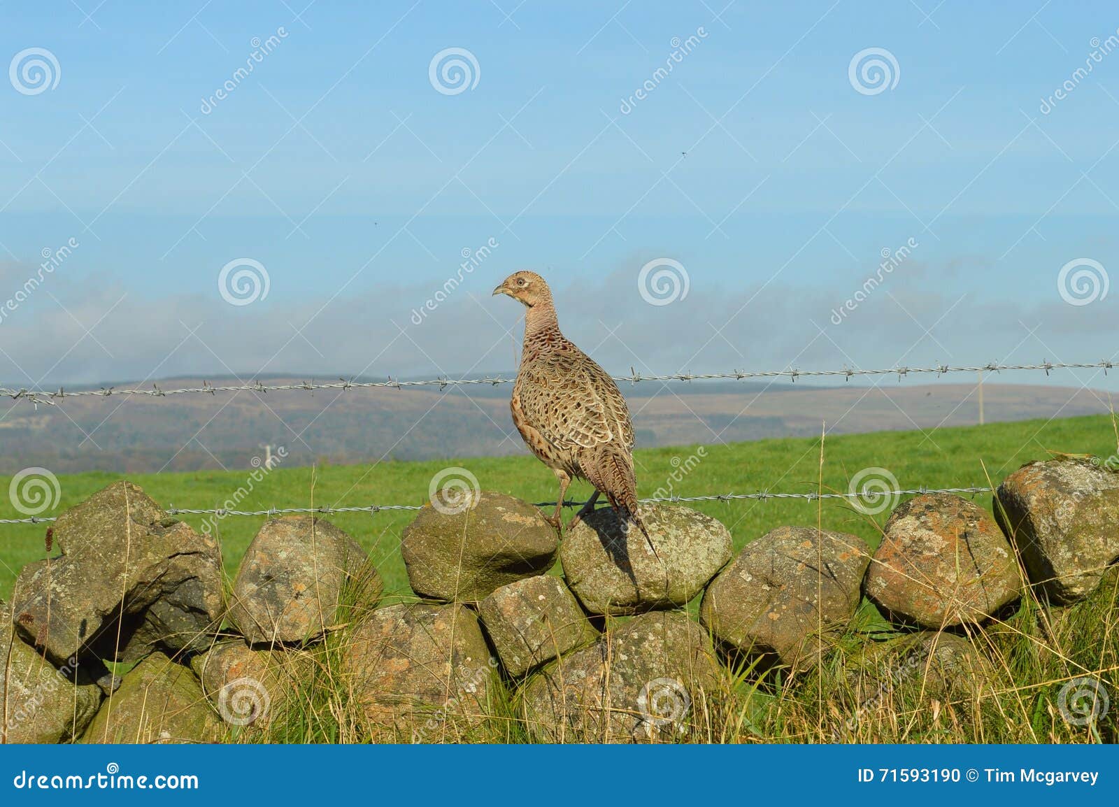 Irish Pheasant Looking Over Field Stock Photo - Image of posing, irish ...