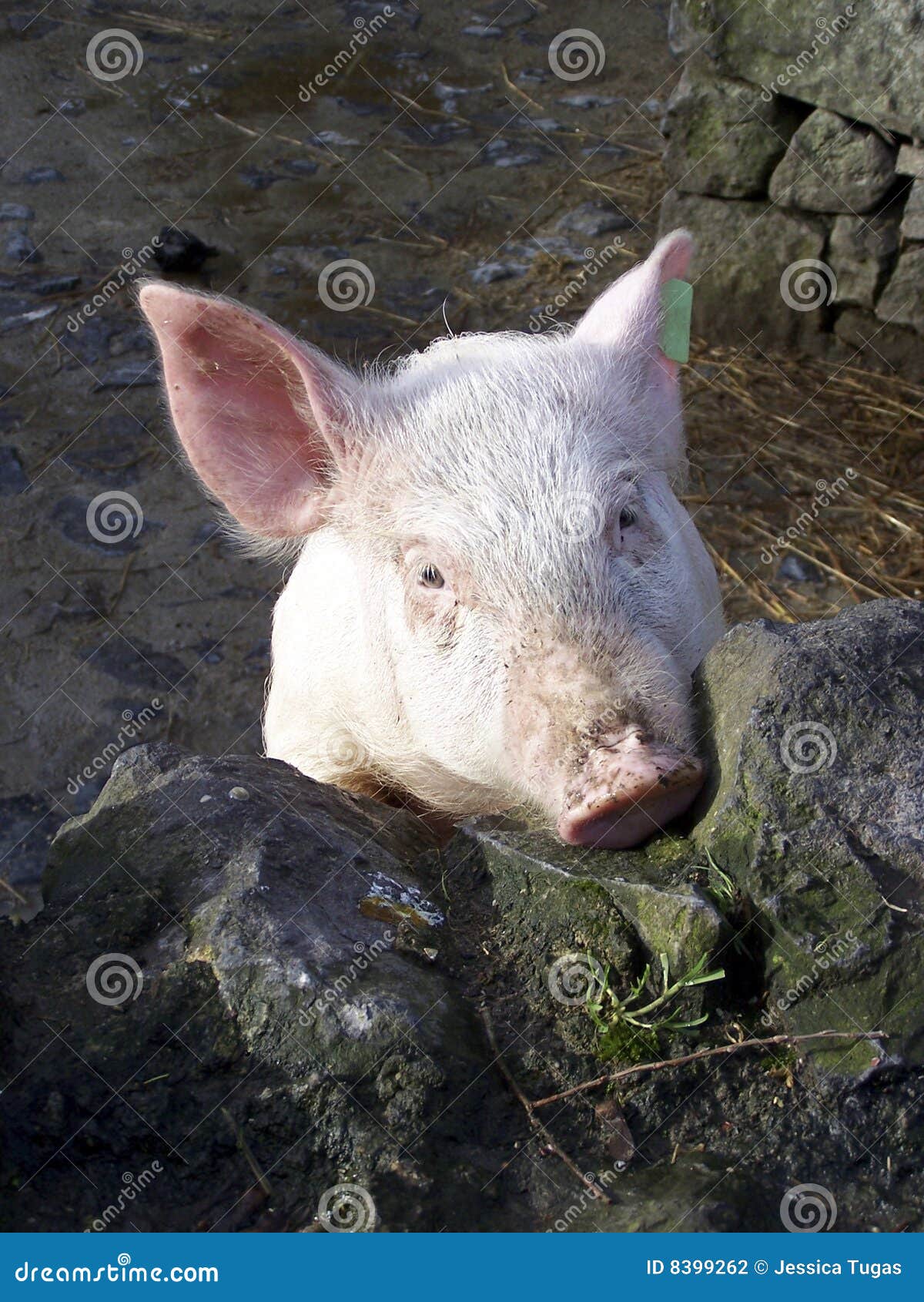 Irish pig close up stock photo. Image of stone, bunratty - 8399262