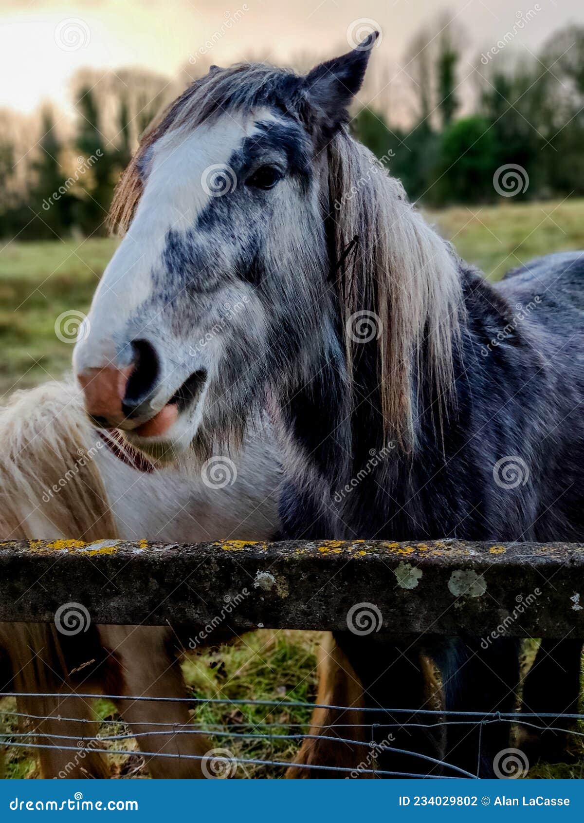 Irish Pony in a field stock photo. Image of grazing - 234029802