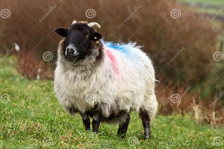 Irish ram stock image. Image of stone, field, animal - 18067323
