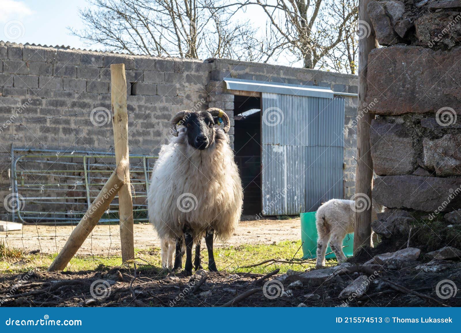 Irish Ram with Small Lamb in County Donegal - Ireland Stock Image ...