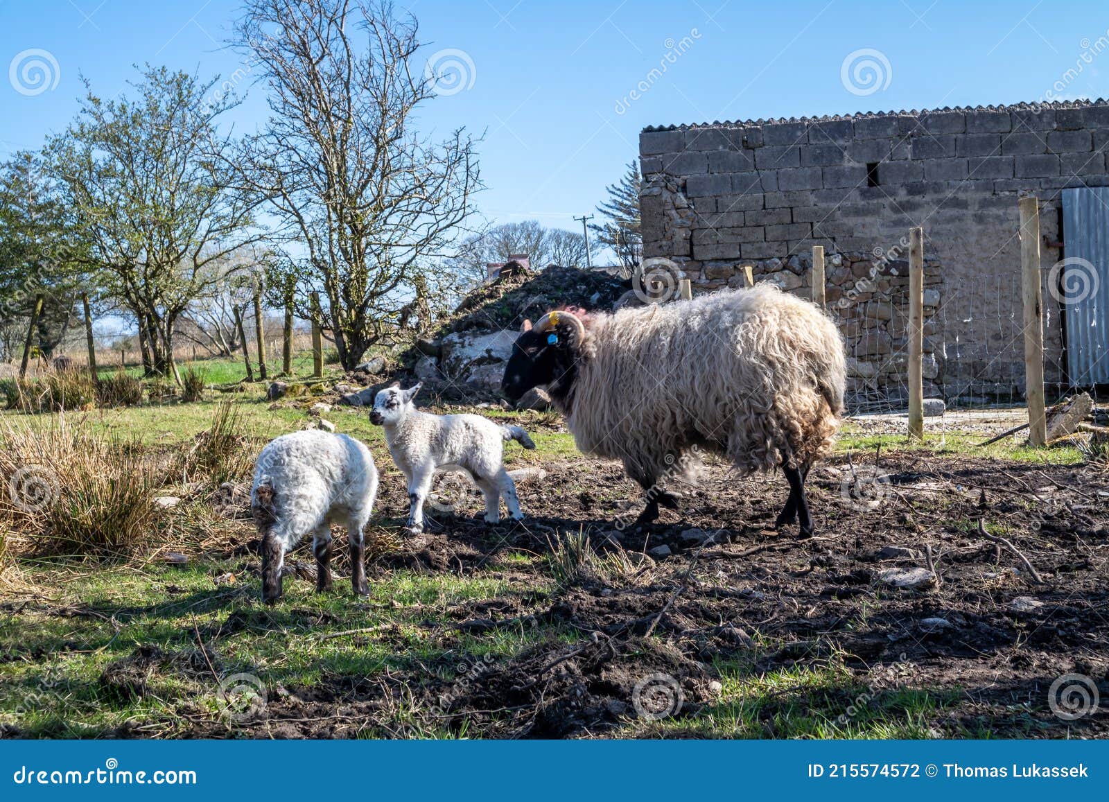 Irish Ram with Small Lamb in County Donegal - Ireland Stock Photo ...