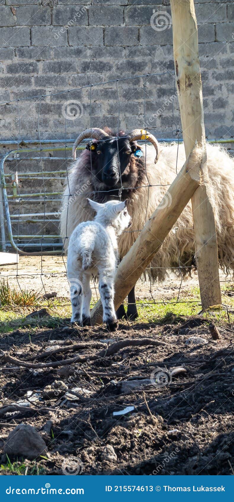 Irish Ram with Small Lamb in County Donegal - Ireland Stock Image ...