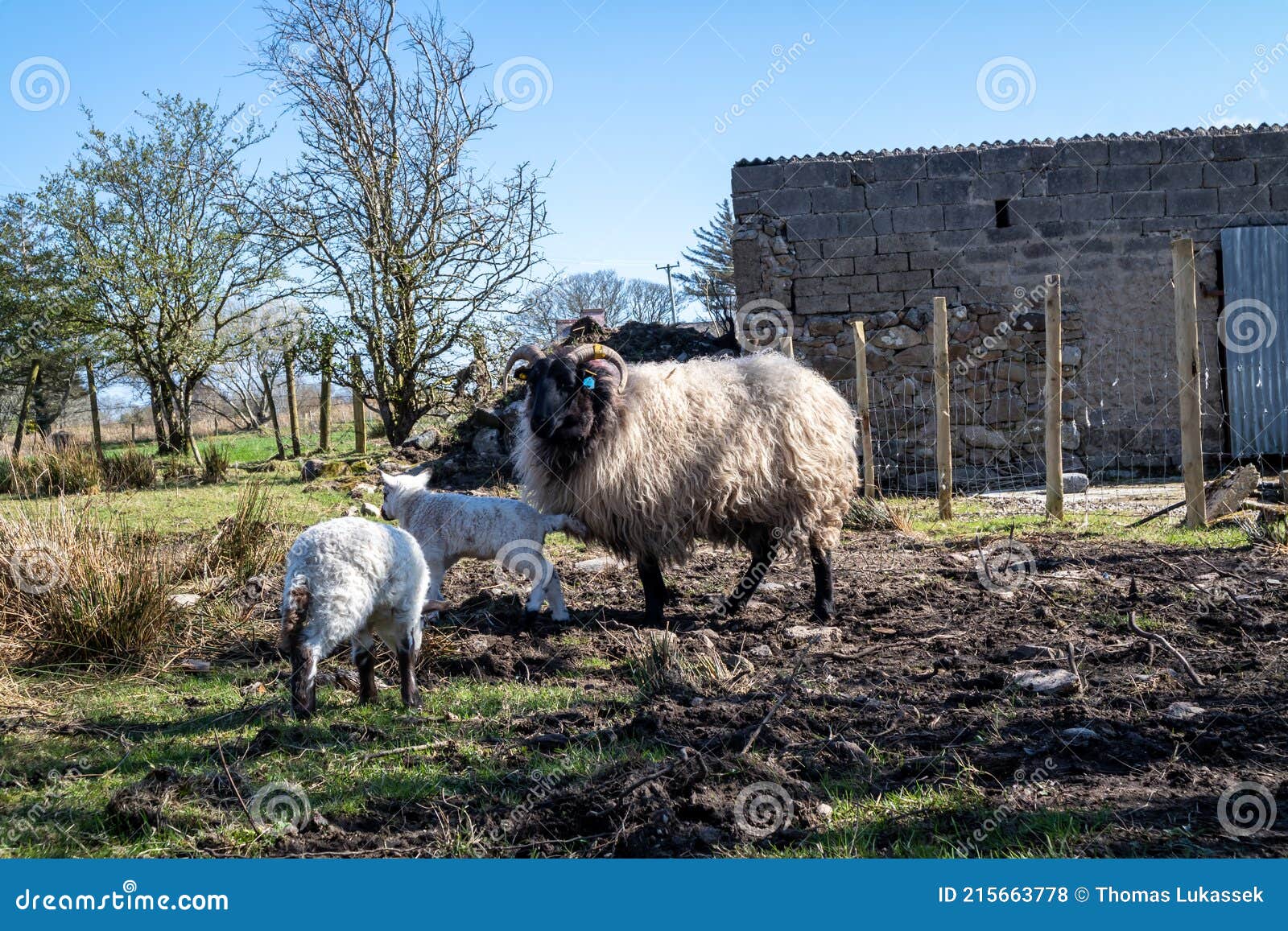 Irish Ram with Small Lamb in County Donegal - Ireland Stock Photo ...