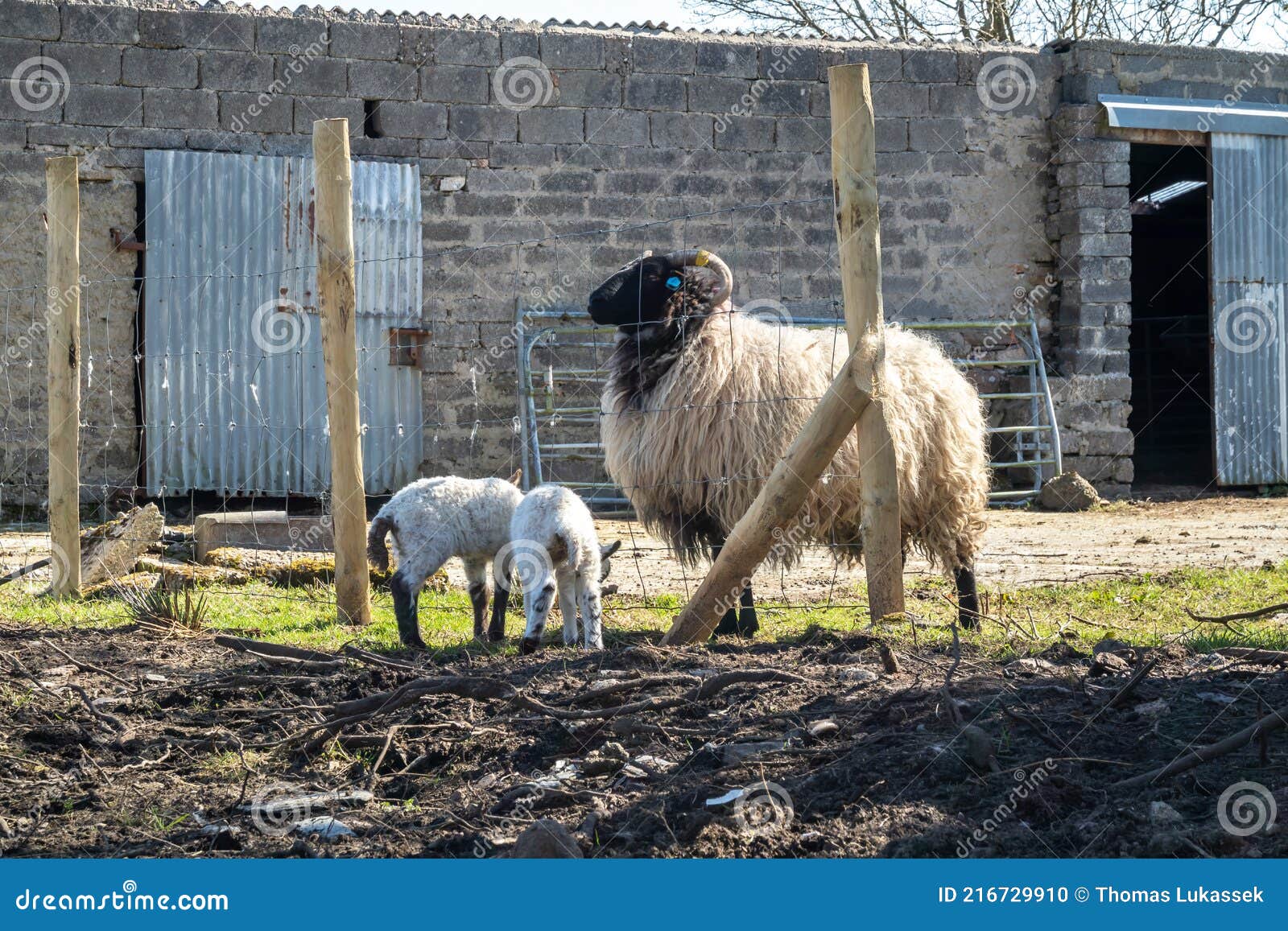 Irish Ram with Small Lamb in County Donegal - Ireland Stock Photo ...