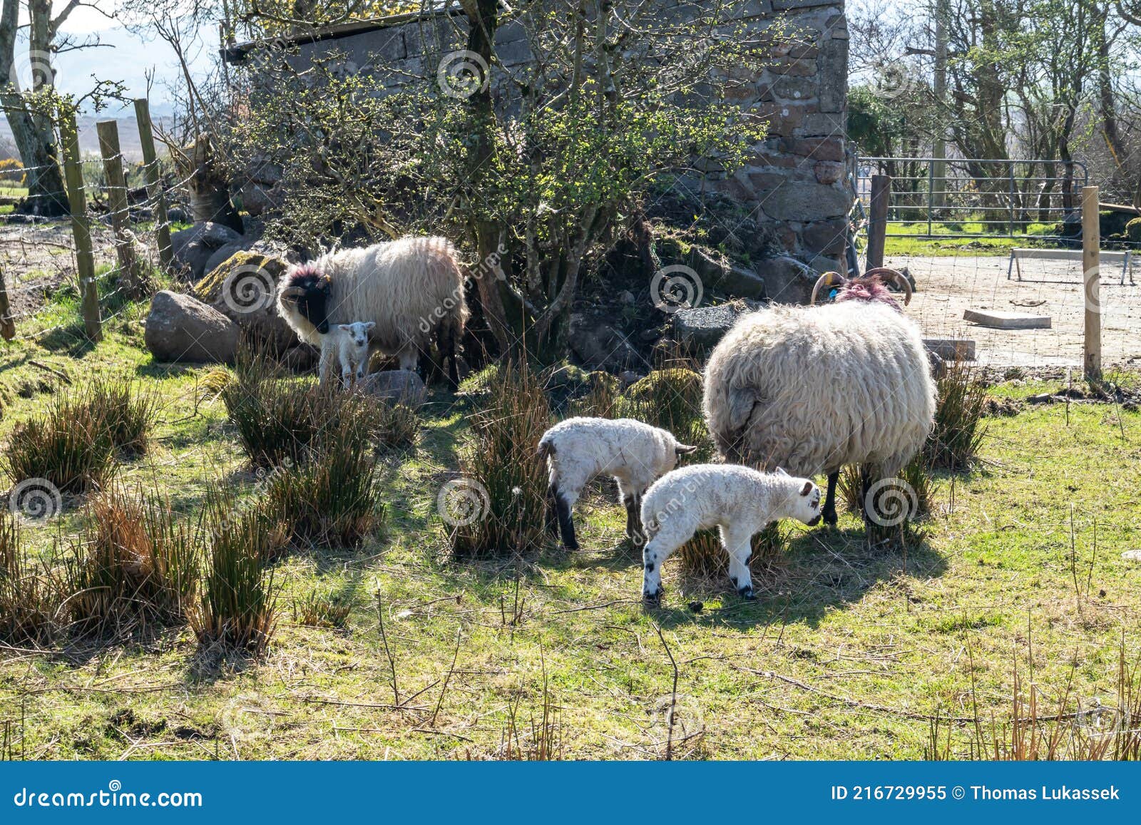 Irish Ram with Small Lamb in County Donegal - Ireland Stock Image ...