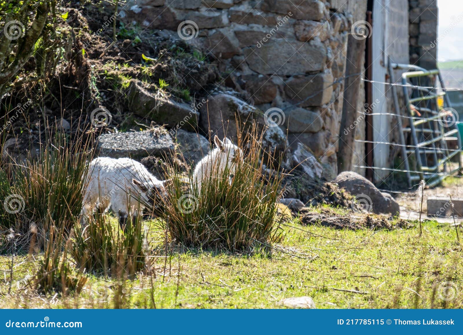 Irish Ram with Small Lamb in County Donegal - Ireland Stock Image ...