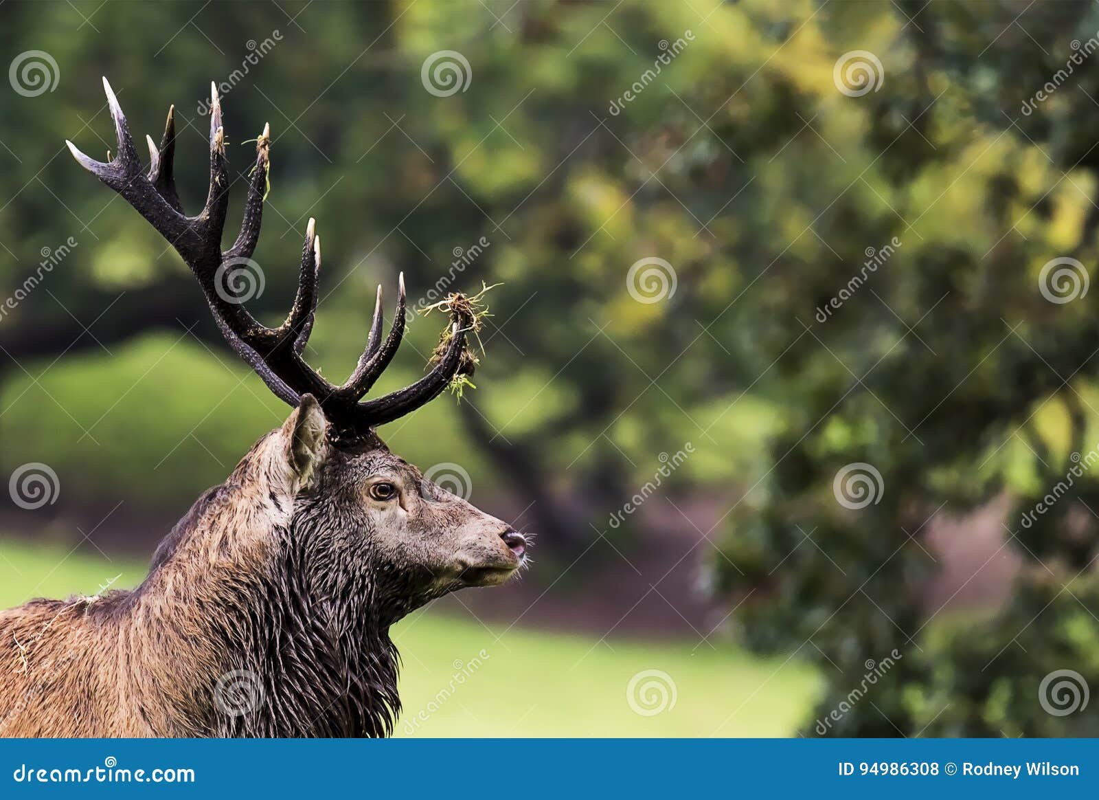 Irish Red Deer Stag stock photo. Image of antler, hart - 94986308