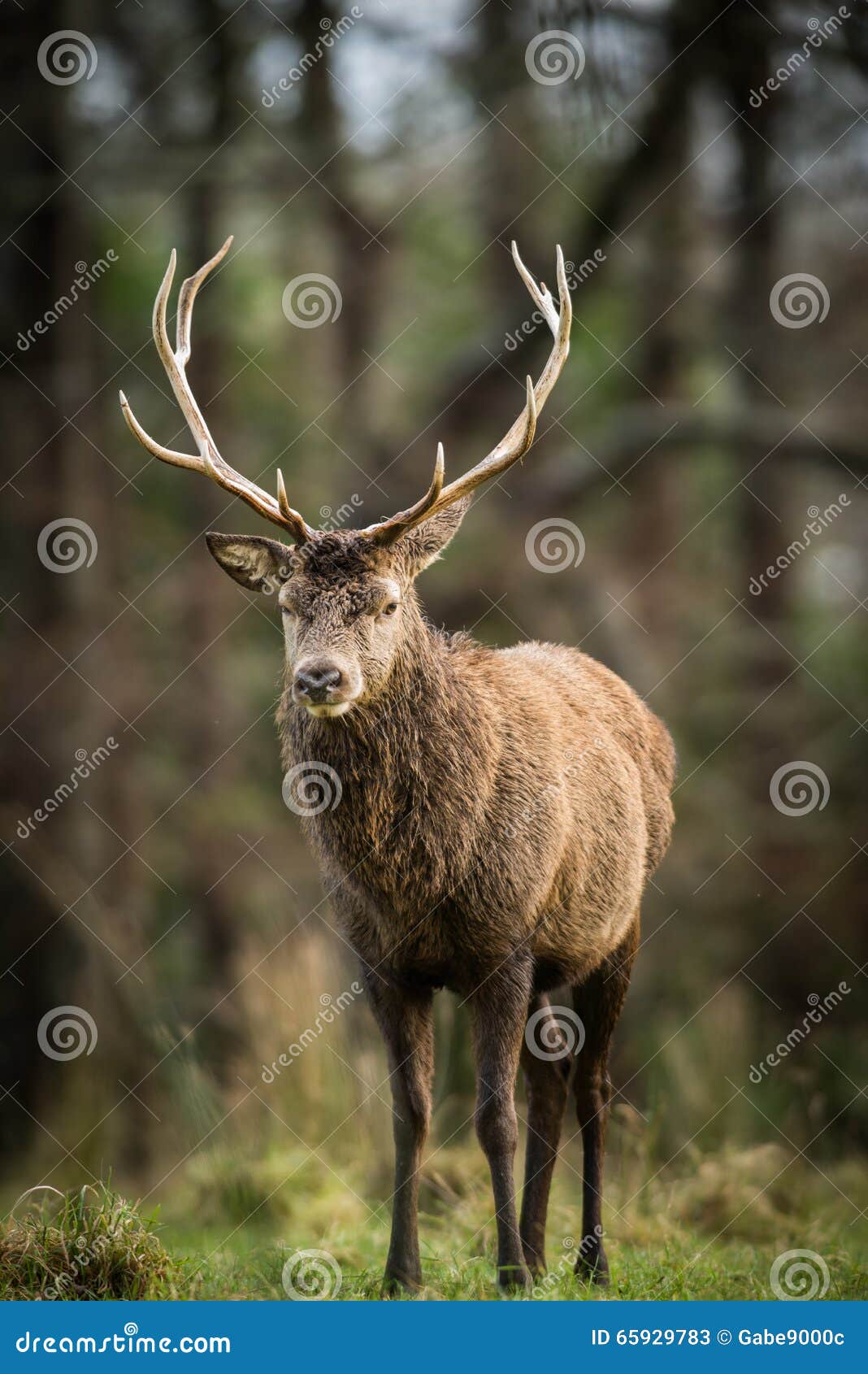 Irish Red deer stag stock image. Image of animal, autumnal - 65929783