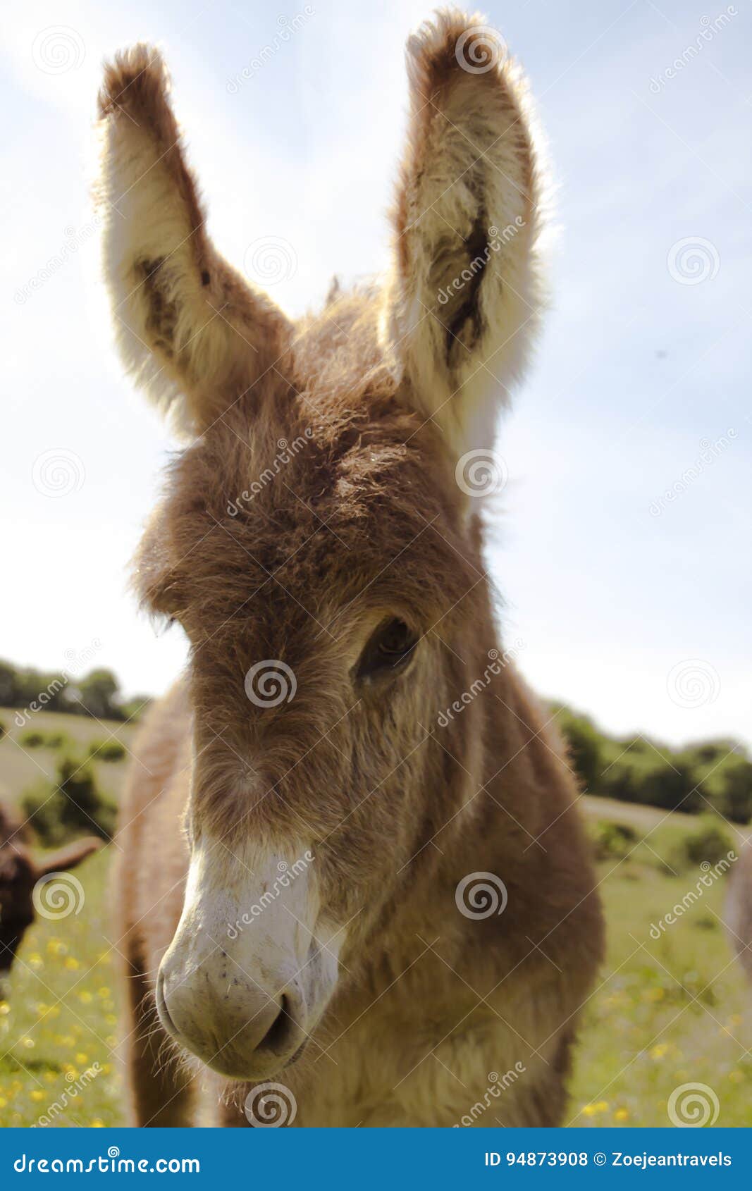 Irish red donkey stock photo. Image of irish, back, field - 94873908