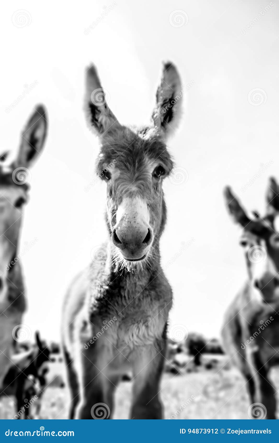 Irish red donkey stock photo. Image of mischief, looking - 94873912