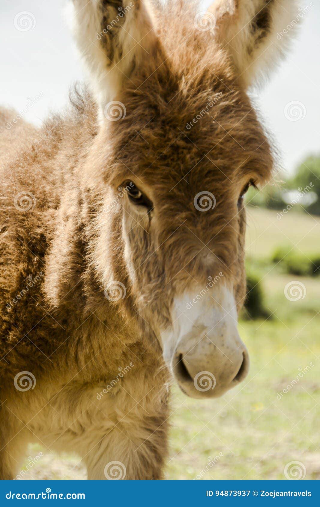 Irish red donkey stock image. Image of listening, face - 94873937