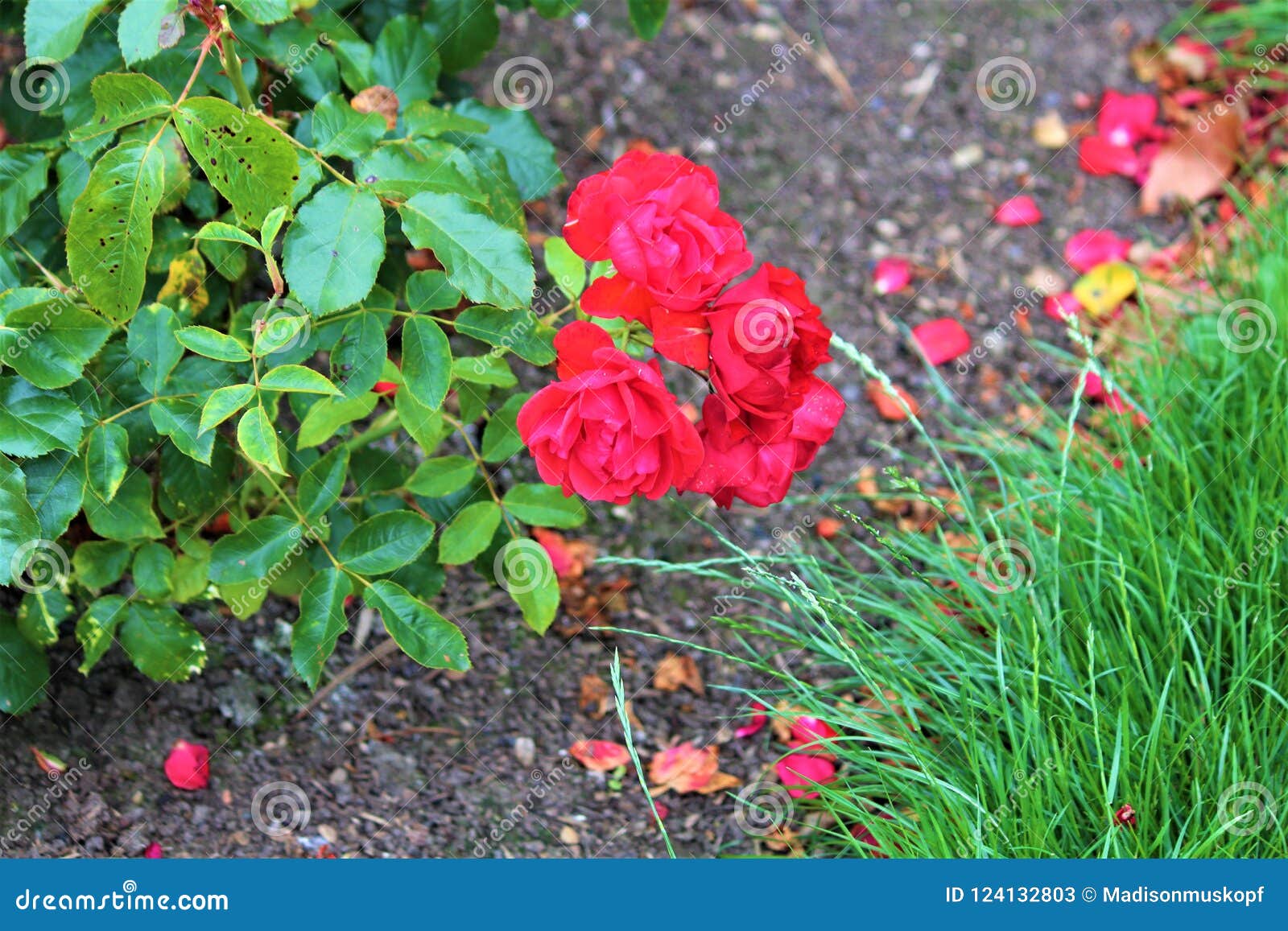 Irish Red Rose stock image. Image of falling, flower - 124132803