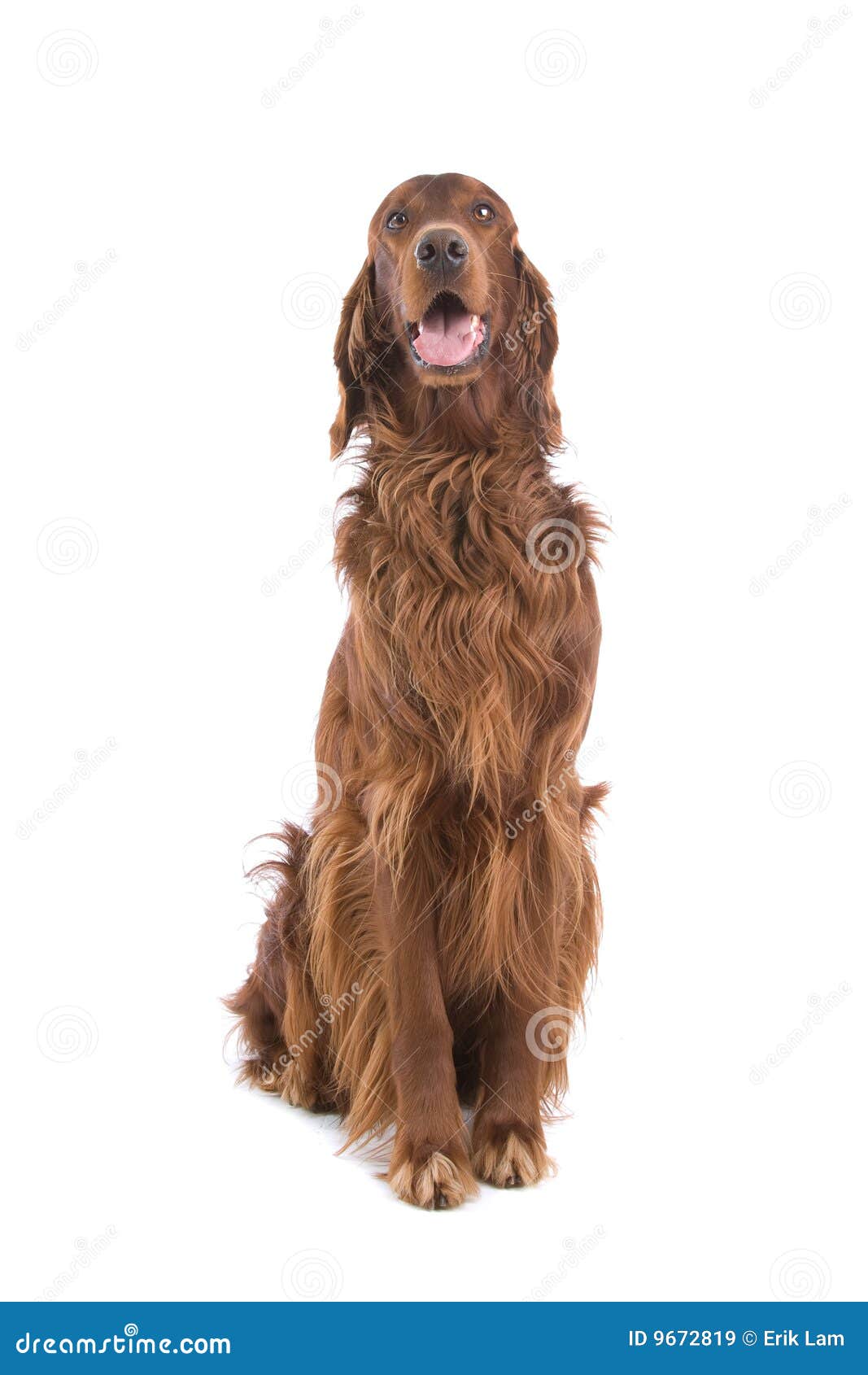 Irish Red Setter stock image. Image of hair, sitting, attention - 9672819