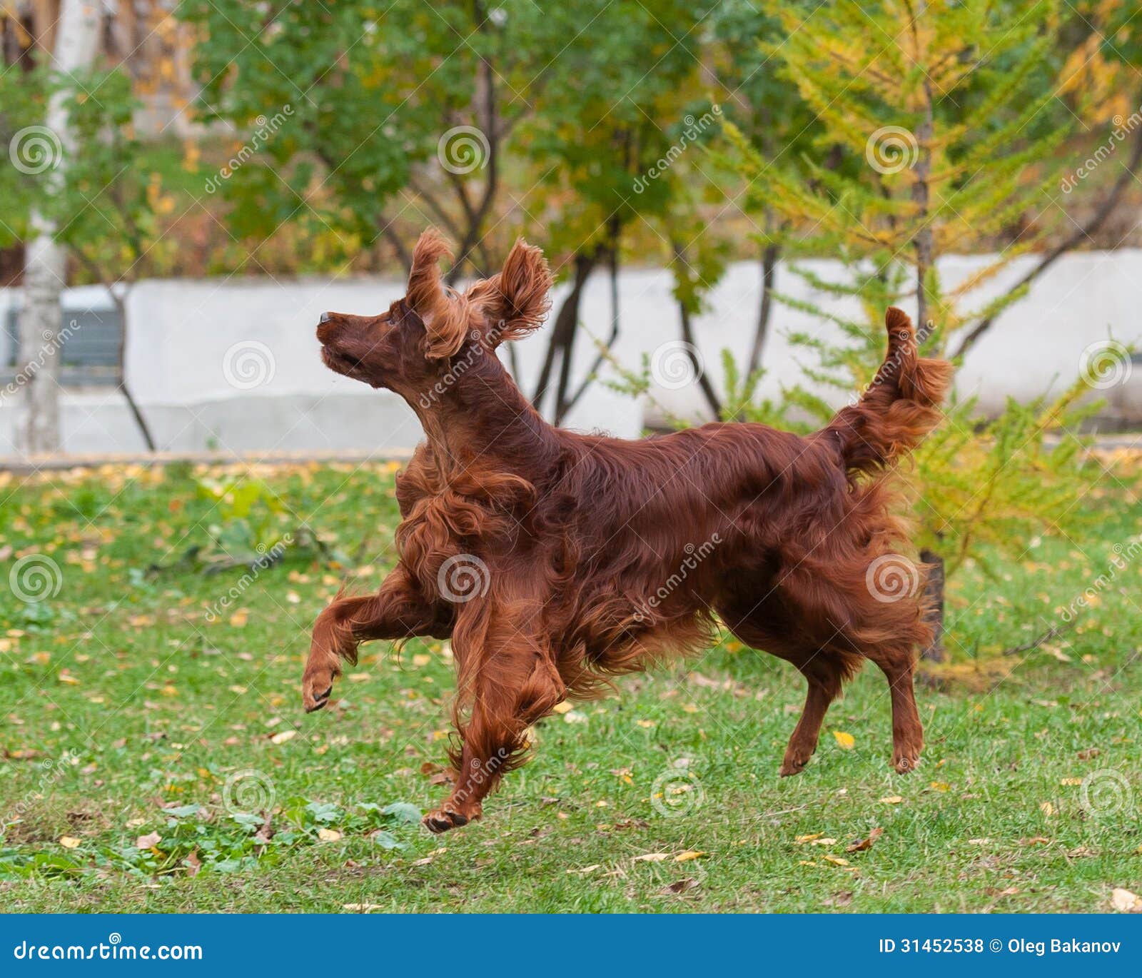 Irish red setter stock photo. Image of jumping, dancing - 31452538
