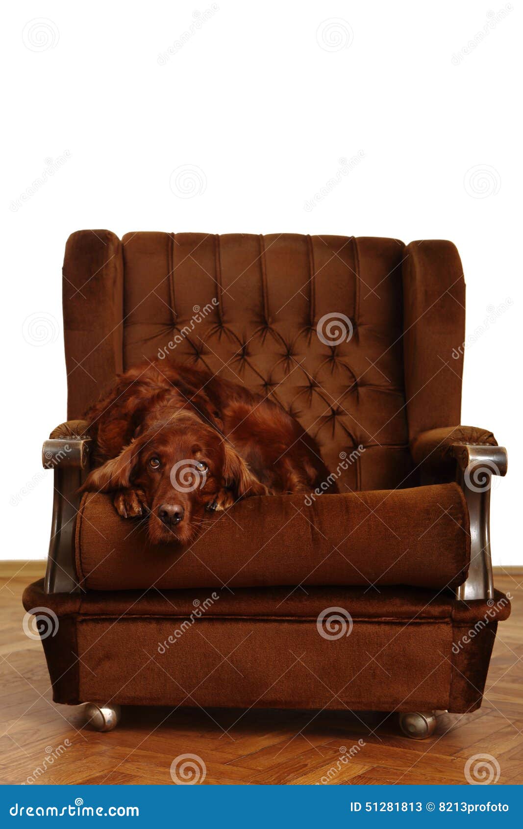 Irish Red Setter stock image. Image of pose, attention - 51281813