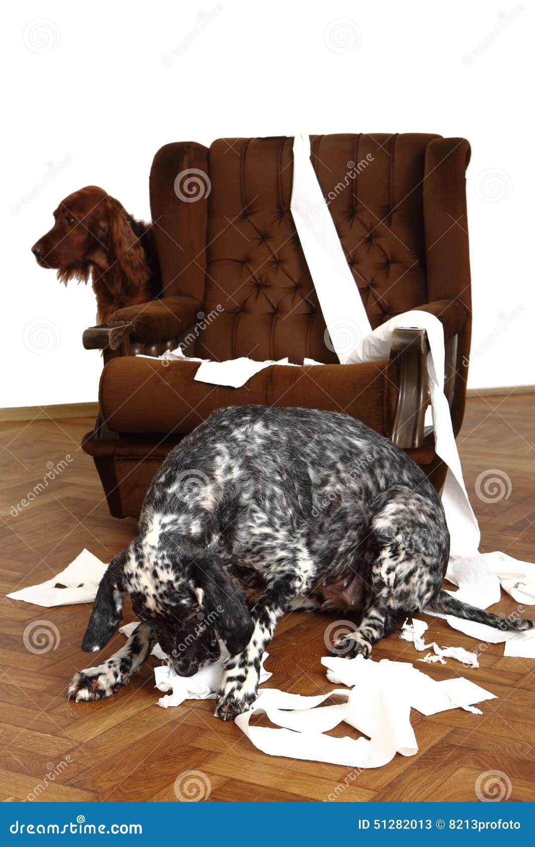 Irish Red Setter stock image. Image of forward, profile - 51282013