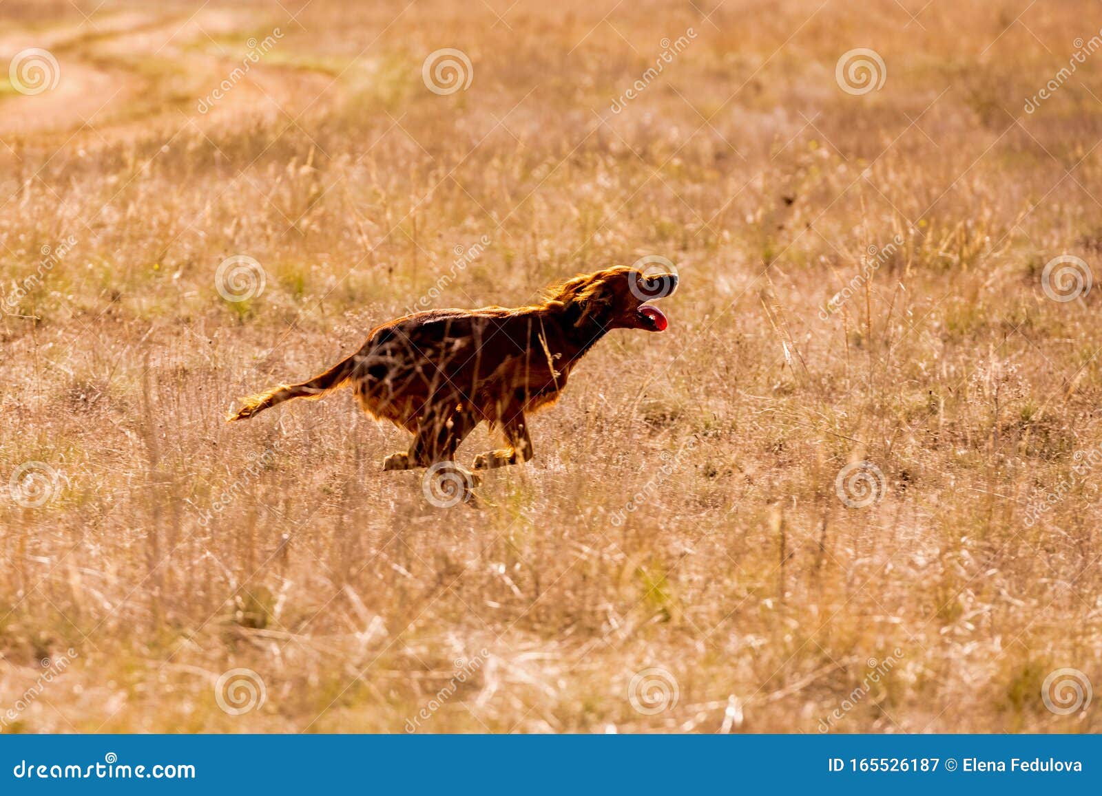 Irish Red Setter Hunting. Dog Run on Field Trial, Outdoors. Stock Image ...