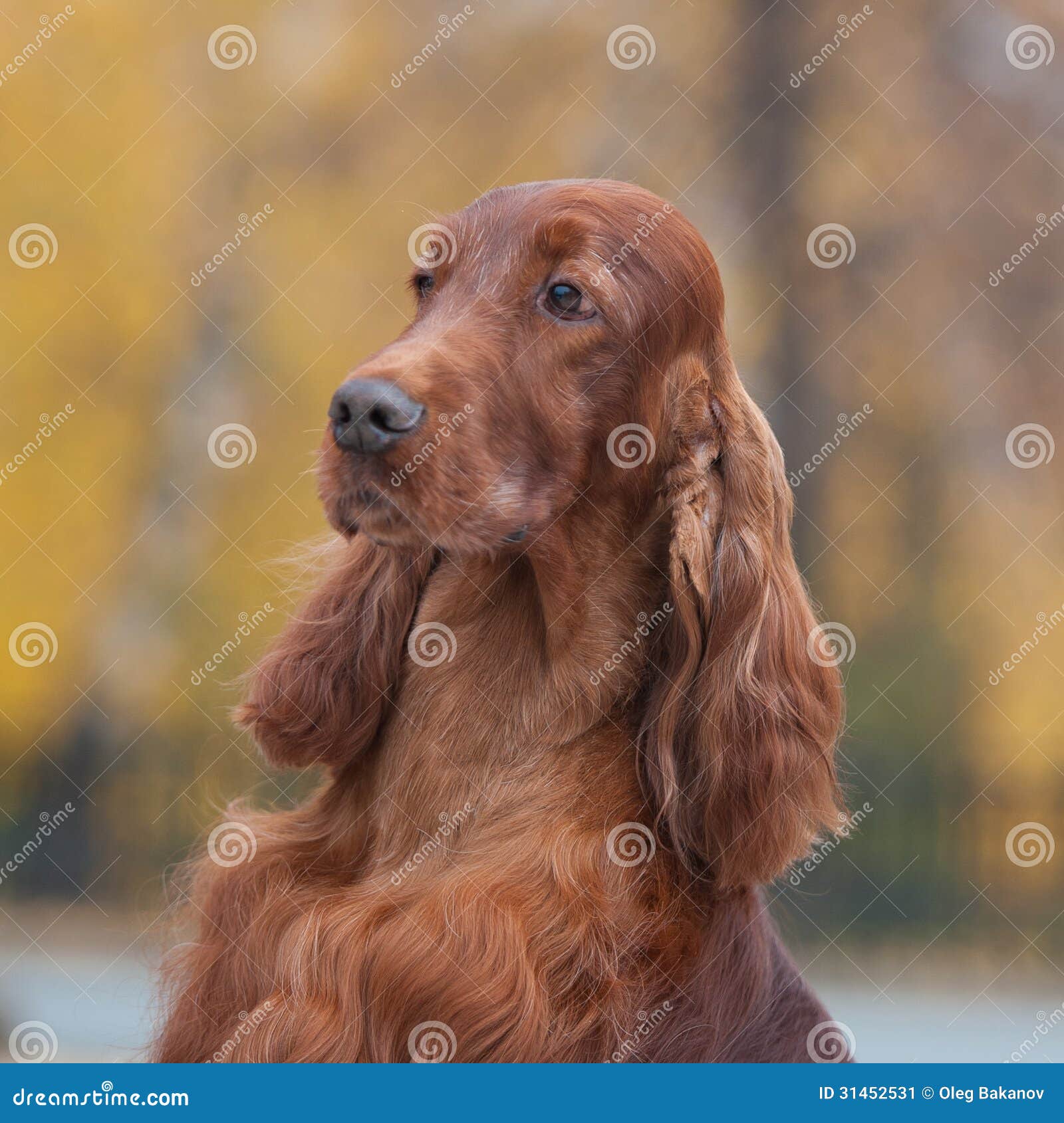 Irish red setter stock image. Image of family, coat, winner - 31452531