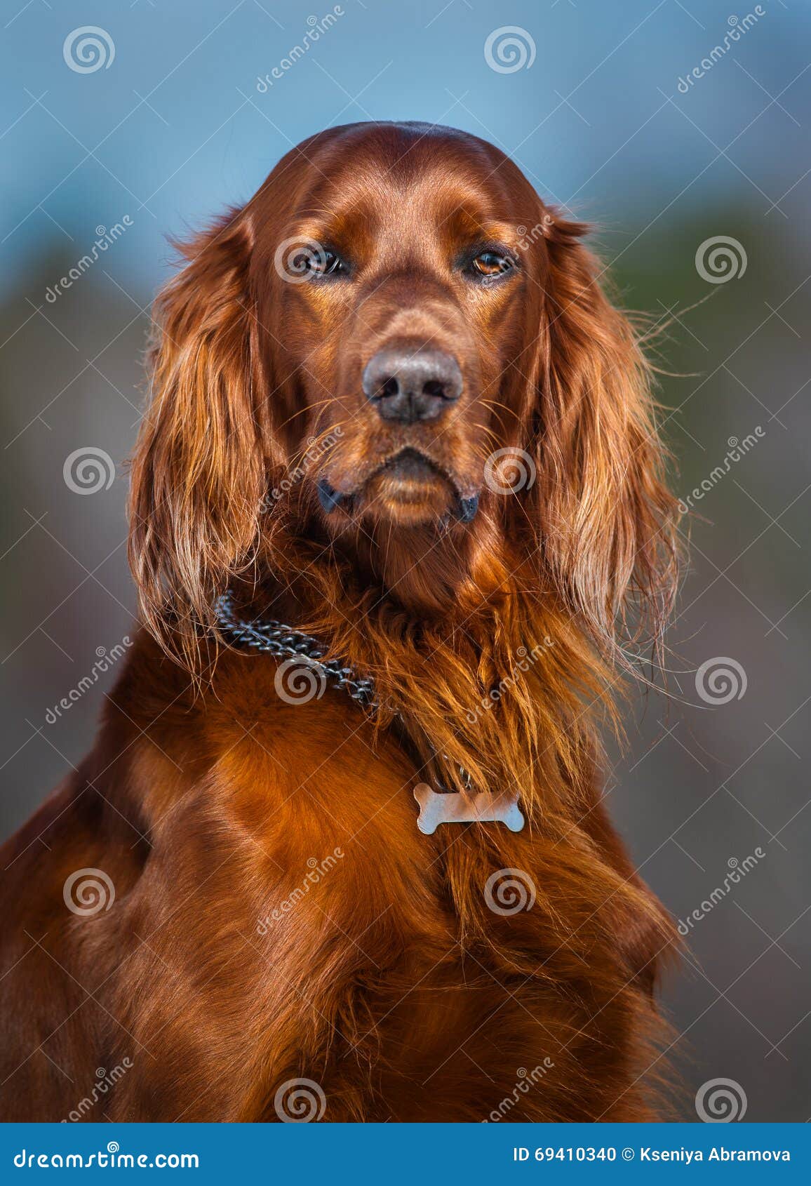 Irish Red Setter stock photo. Image of face, sunny, shine - 69410340