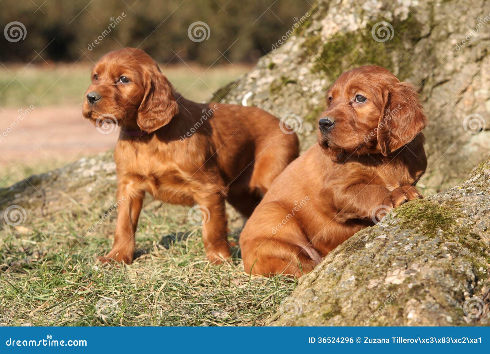Irish Red Setter Puppies in Nature Stock Photo - Image of beauty, still ...