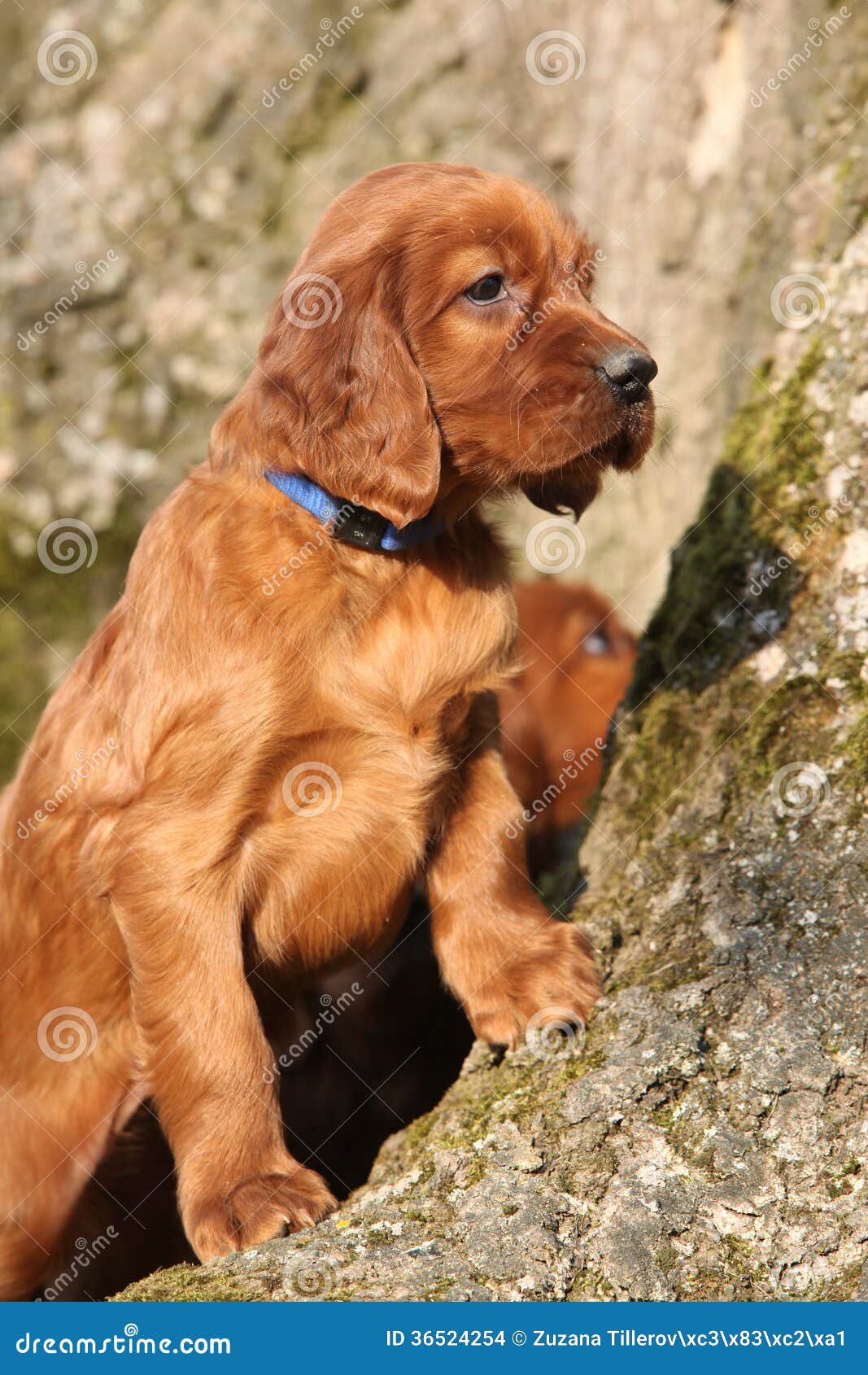 Irish Red Setter Puppy in Nature Stock Photo - Image of sitting, black ...