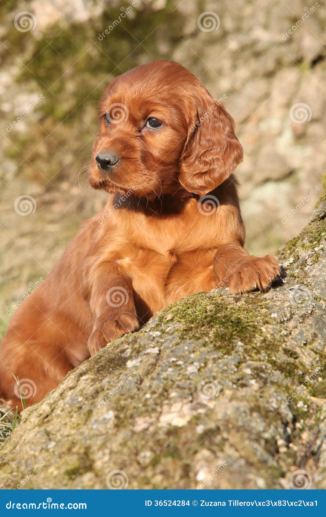 Irish Red Setter Puppy in Nature Stock Photo - Image of calmness ...