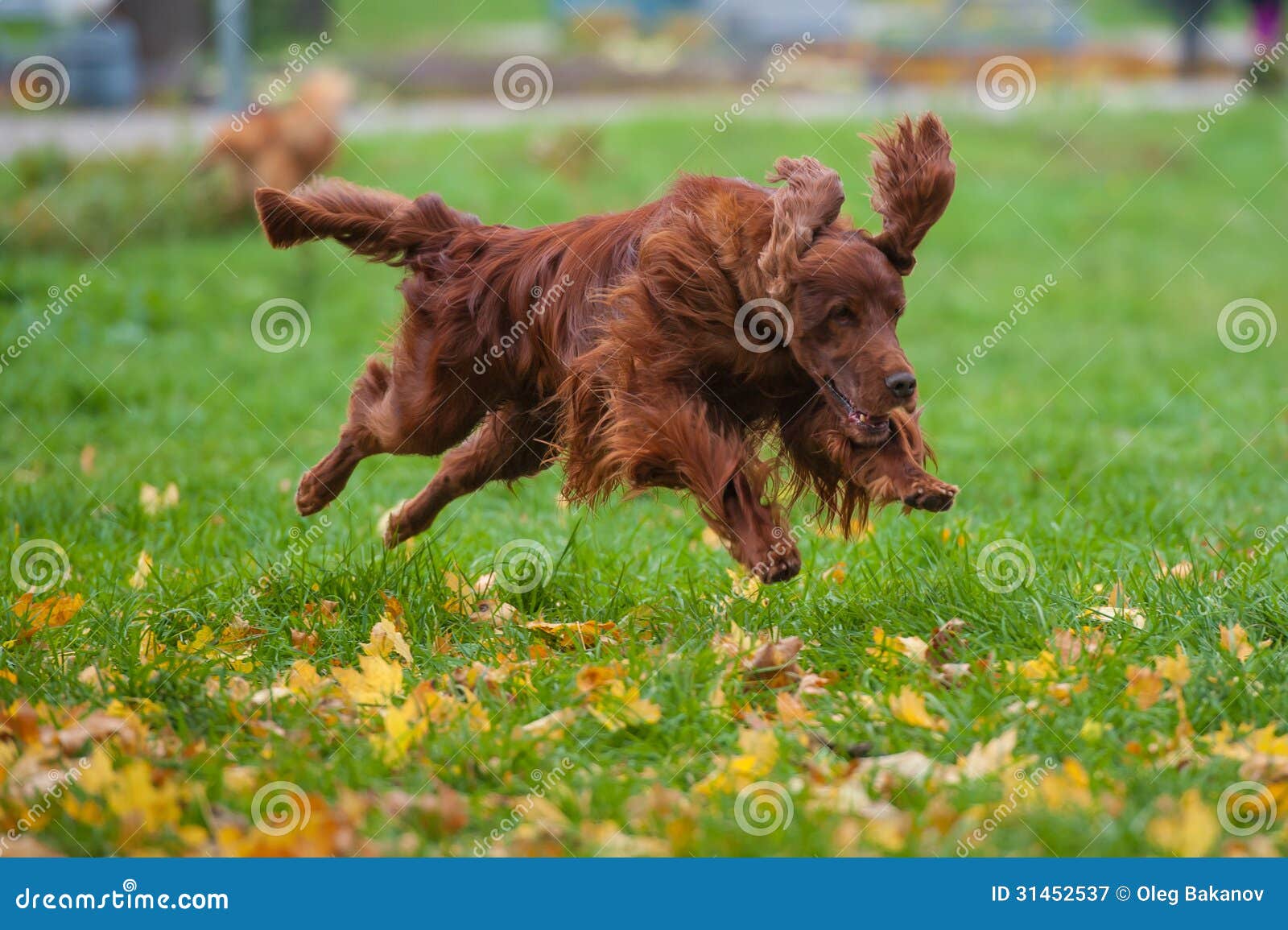 Irish red setter stock image. Image of children, city - 31452537